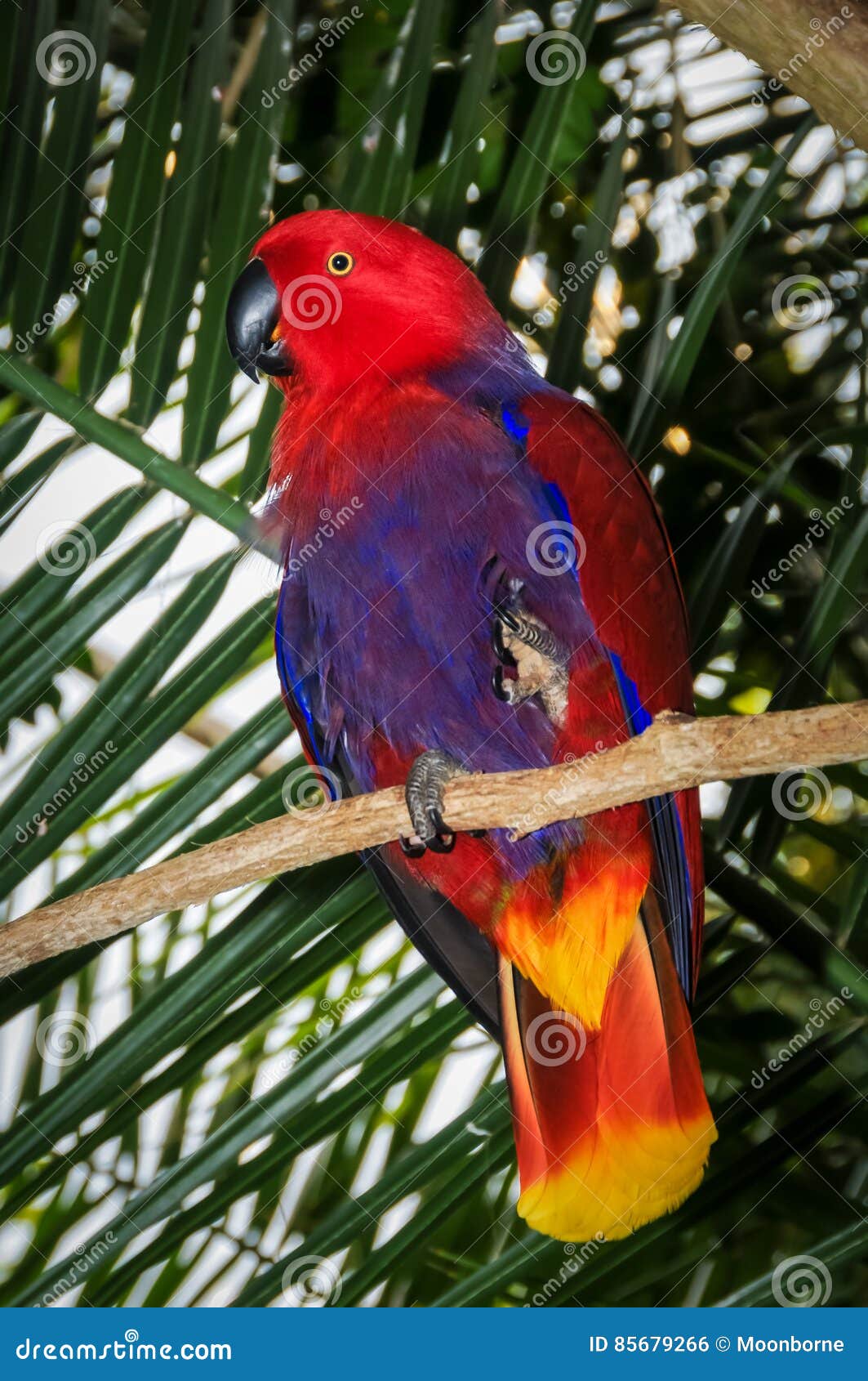 Electus Parrot stock photo. Image of animal, environment - 85679266