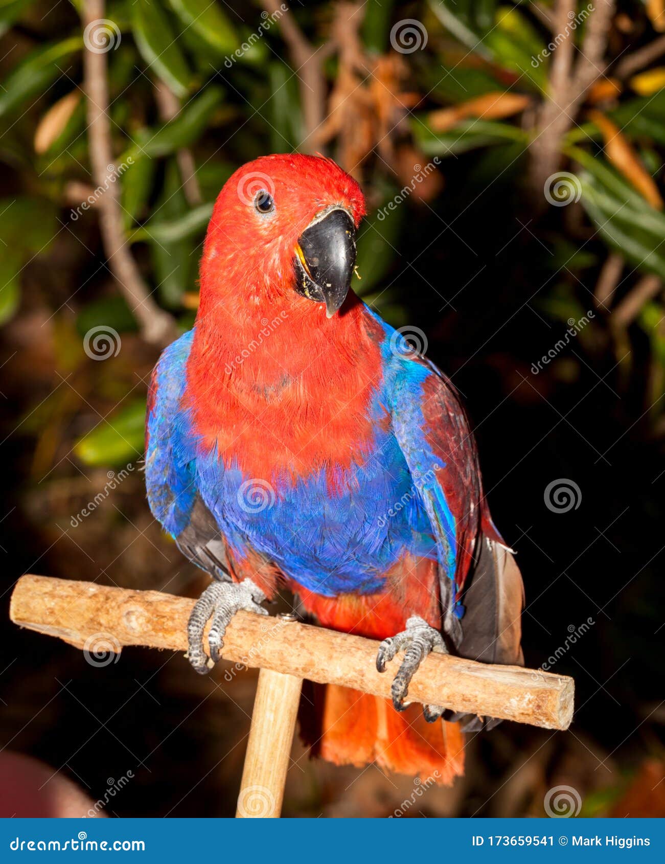 Electus parrot stock image. Image of tropical, beauty - 173659541