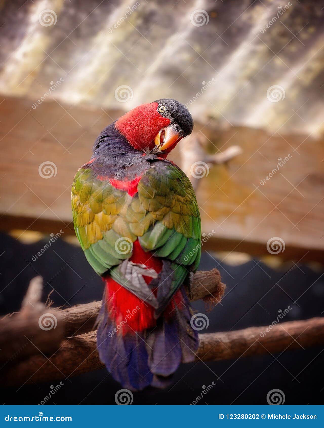 Electus Parrot Bird stock photo. Image of fauna, animal - 123280202