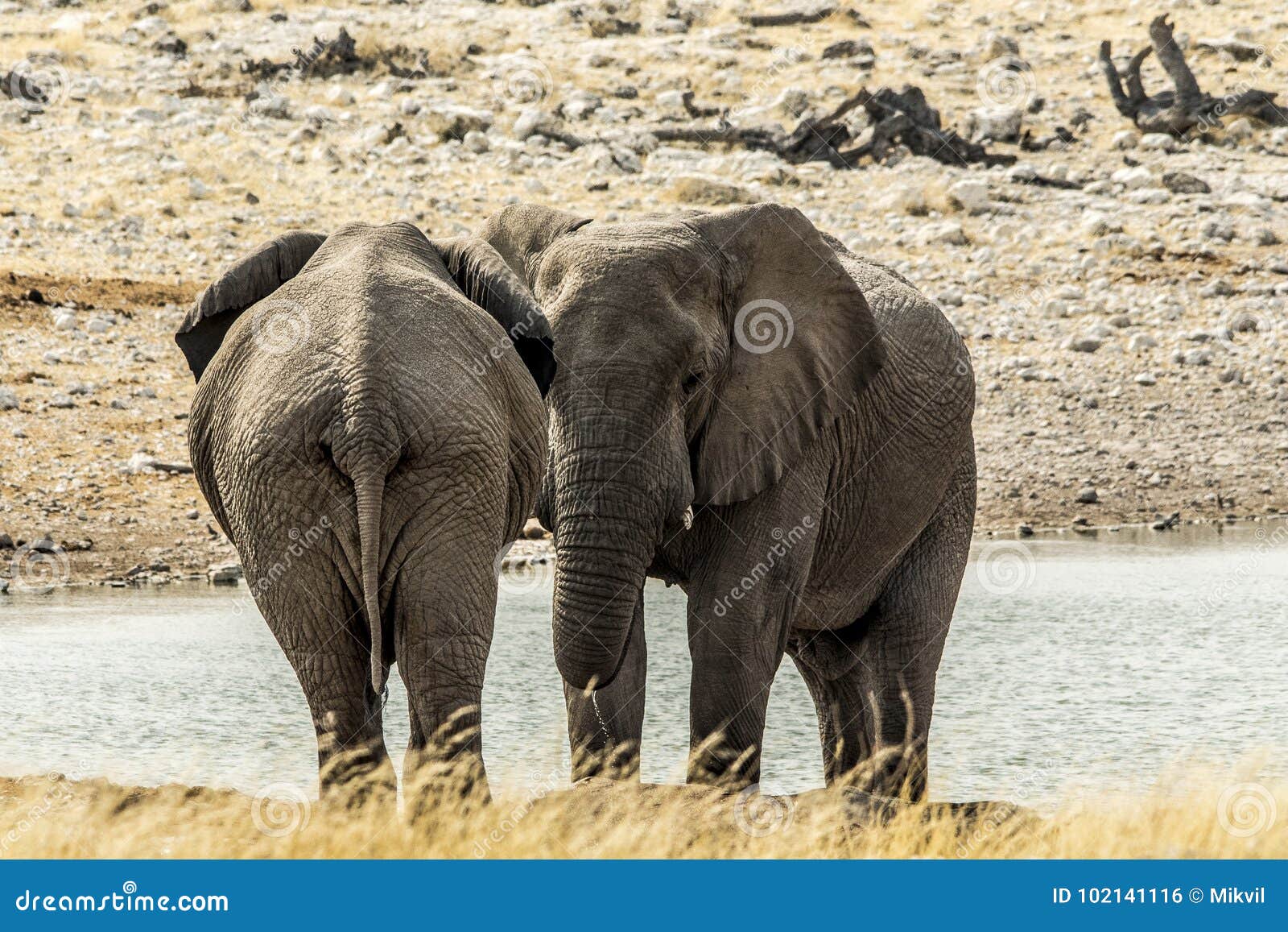 Elefant stockfoto. Bild von grau, wild, gefühl, elefant - 102141116