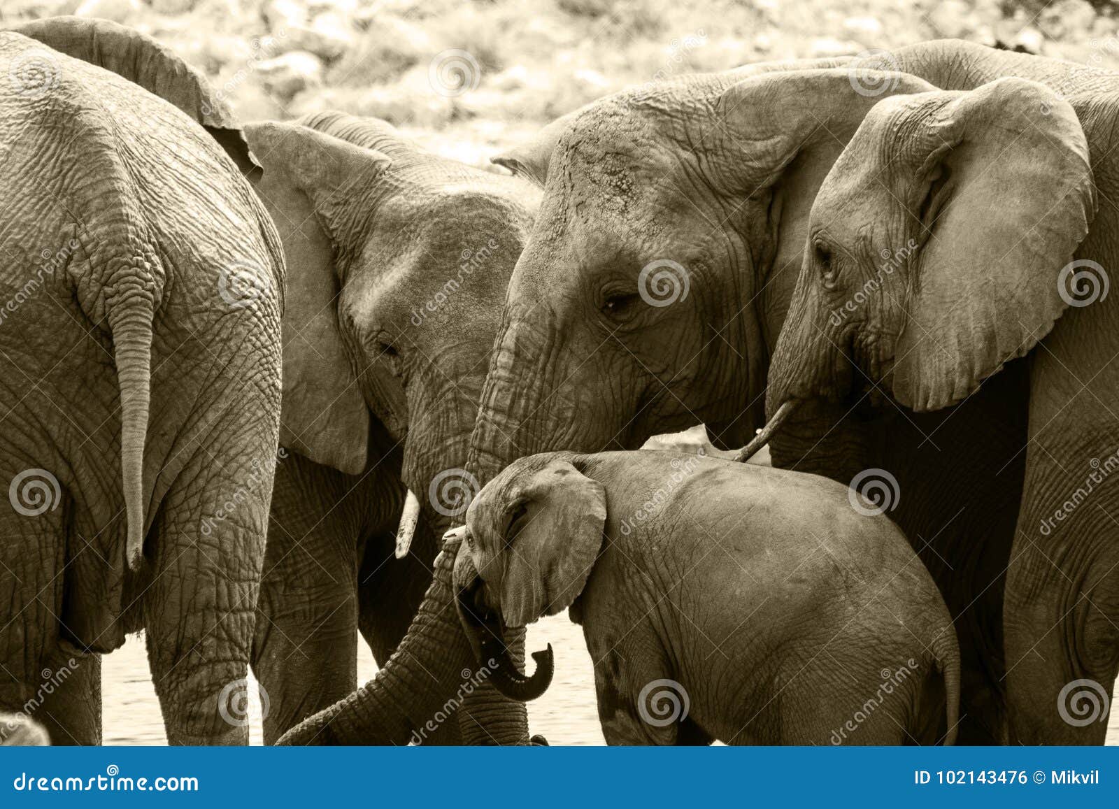 Elefant stockfoto. Bild von naphtha, elefant, feiertag - 102143476