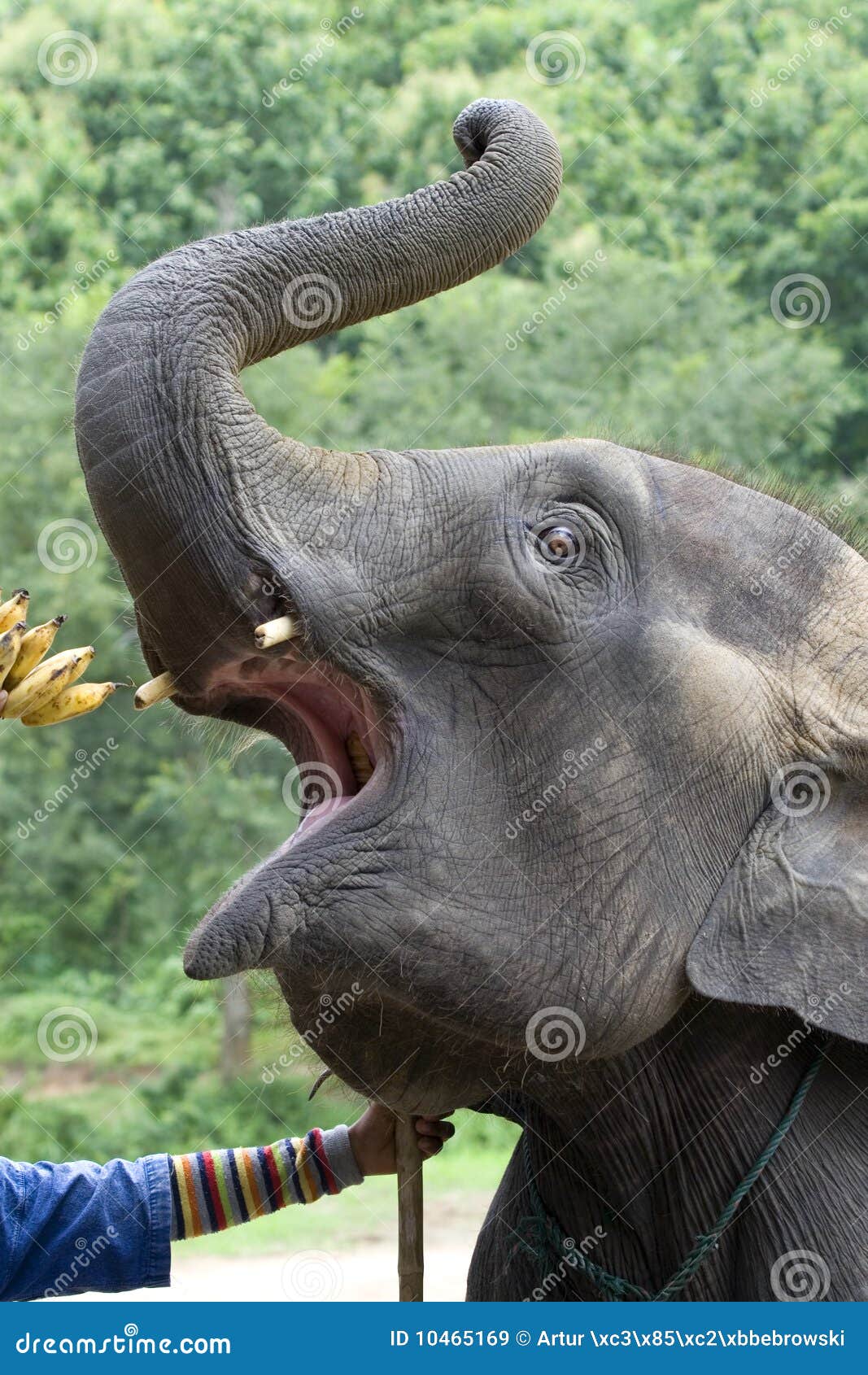 Elefant stock image. Image of endangered, elefant, slow - 10465169