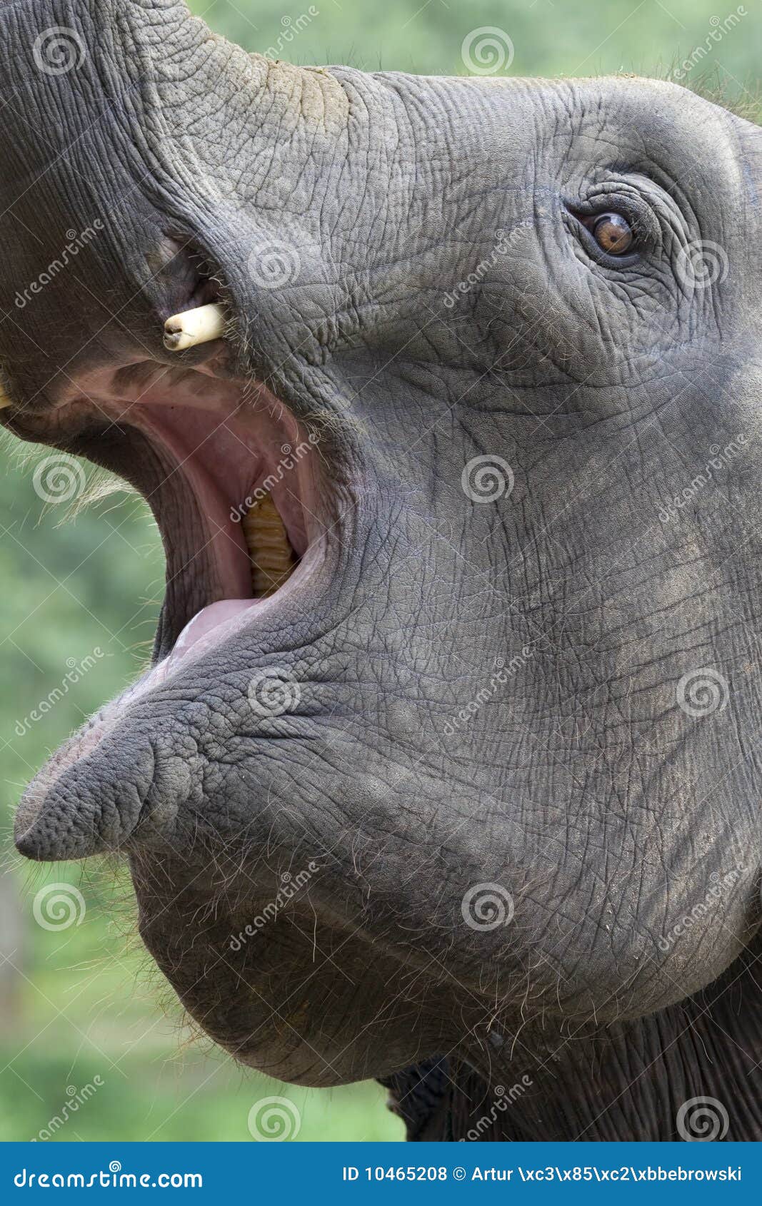 Elefant stock photo. Image of elefant, asian, exotic - 10465208