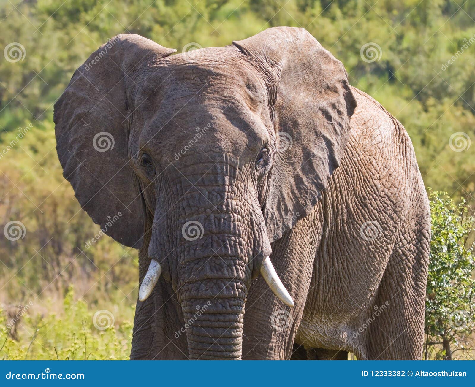 Elefant arkivfoto. Bild av däggdjur, näsa, bifokal, öron - 12333382