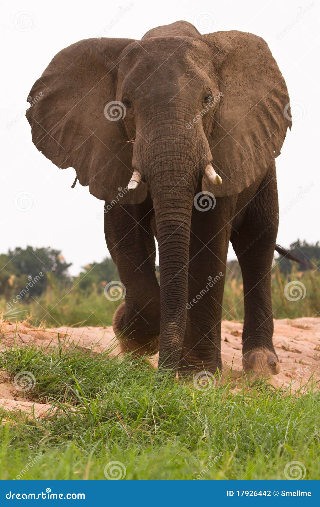 Elefant arkivfoto. Bild av bifokal, huvud, ekologi, natur - 17926442