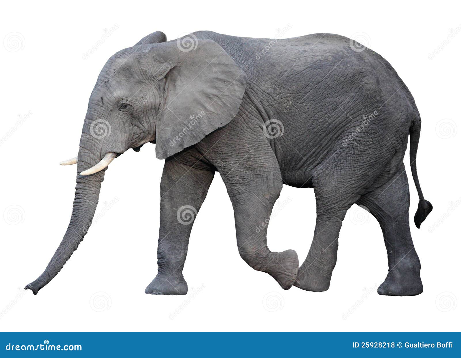 Elefant stockfoto. Bild von elefant, afrikanisch, erwachsener - 25928218