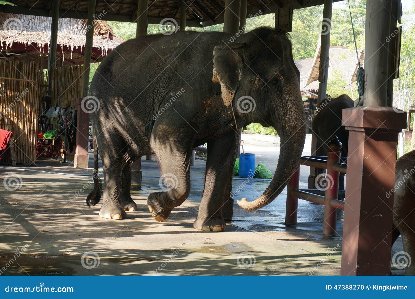 Elefant arkivfoto. Bild av järnhand, fett, enormt, bifokal - 47388270