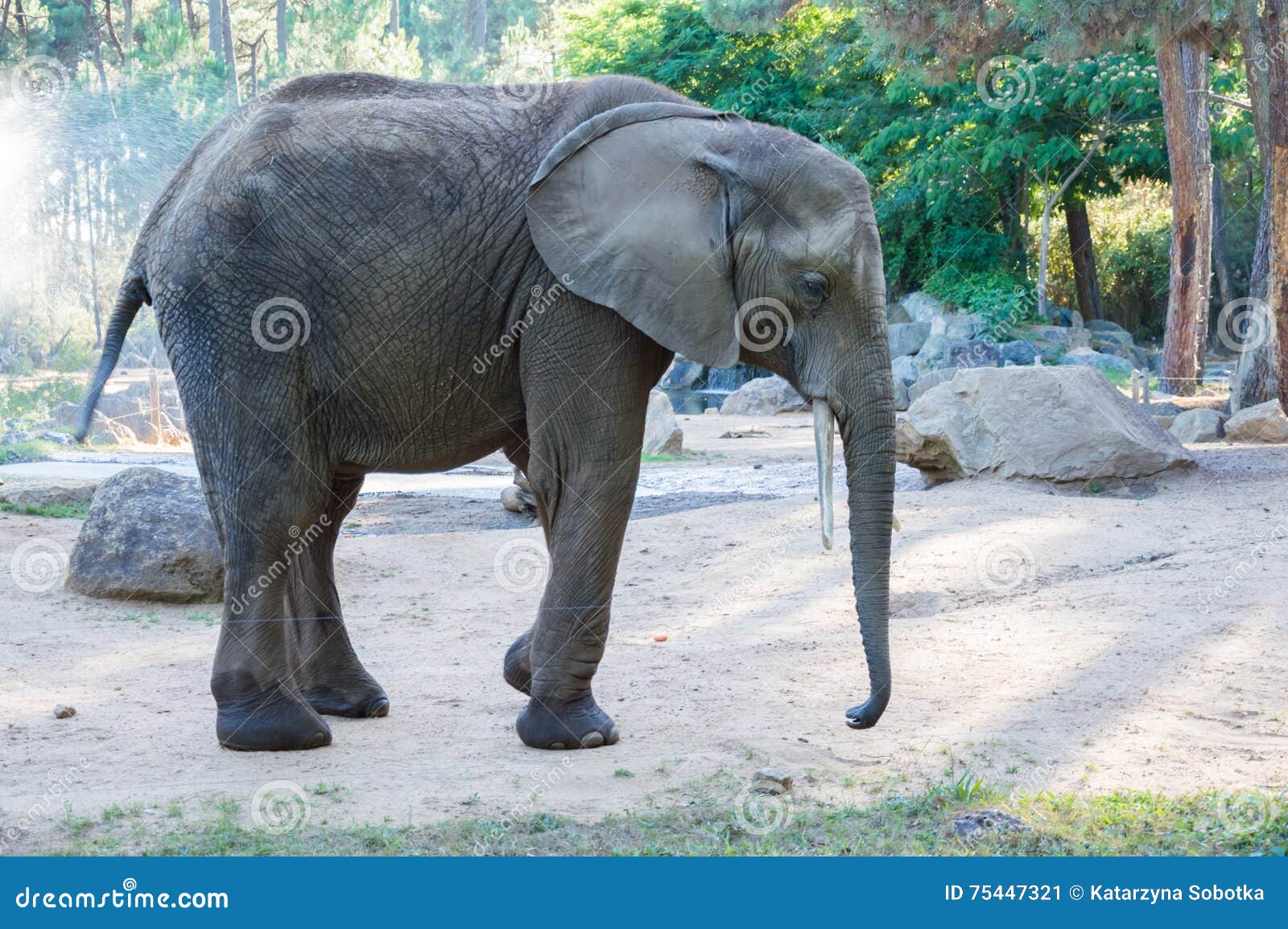 Elefant fotografering för bildbyråer. Bild av afrikansk - 75447321