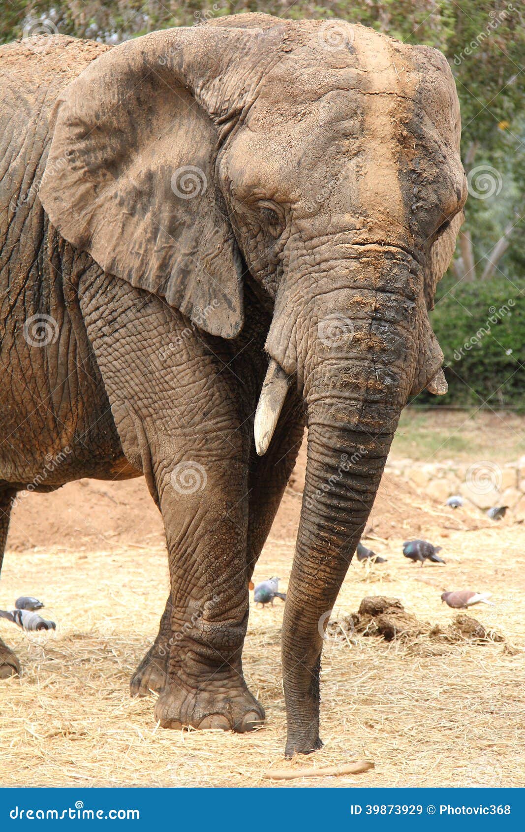 Elefant stock image. Image of power, isolated, pachyderm - 39873929