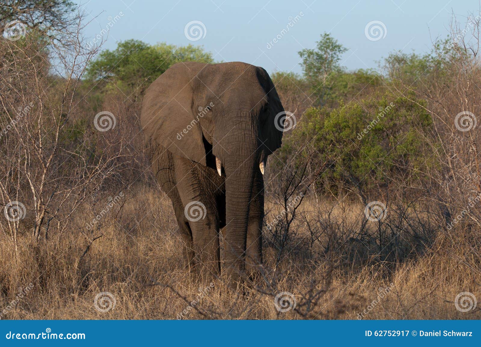 Elefant stock image. Image of withered, branches, wild - 62752917