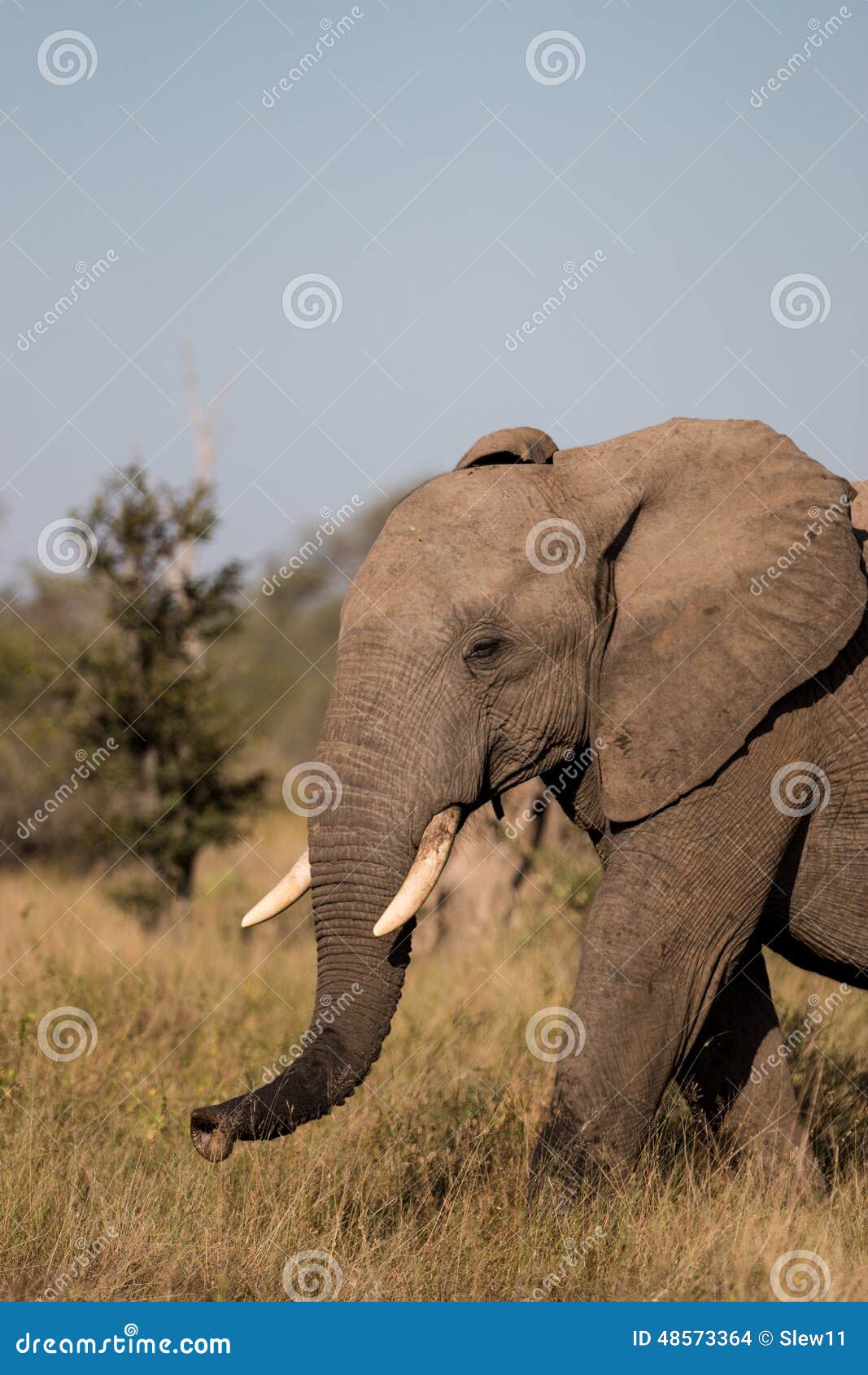 Elefant, Der Durch Ein Feld in Nationalpark Kruger Geht Stockfoto ...