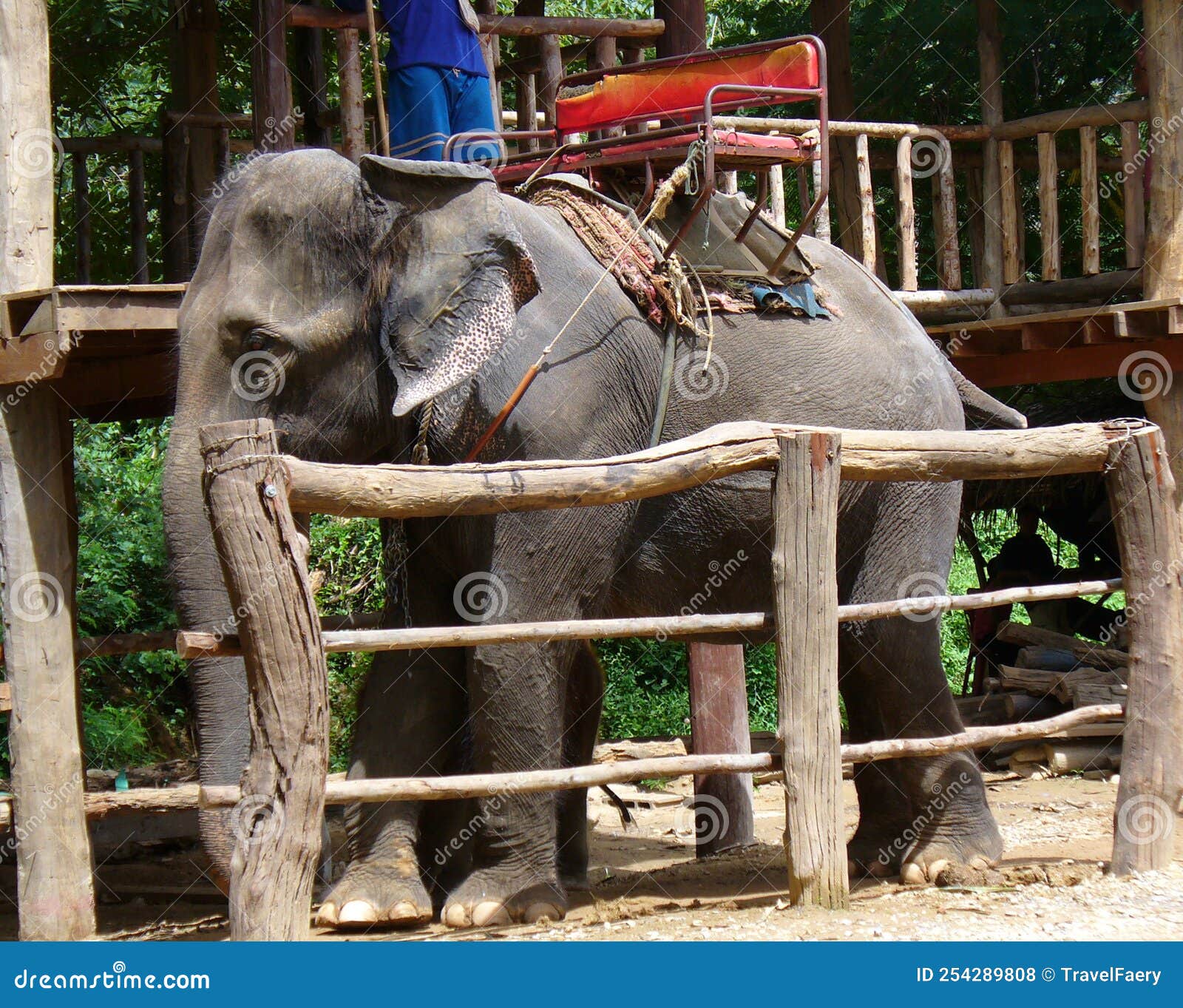 Elephant Harnessed for Tourists Transportation in Thailand Stock Photo ...