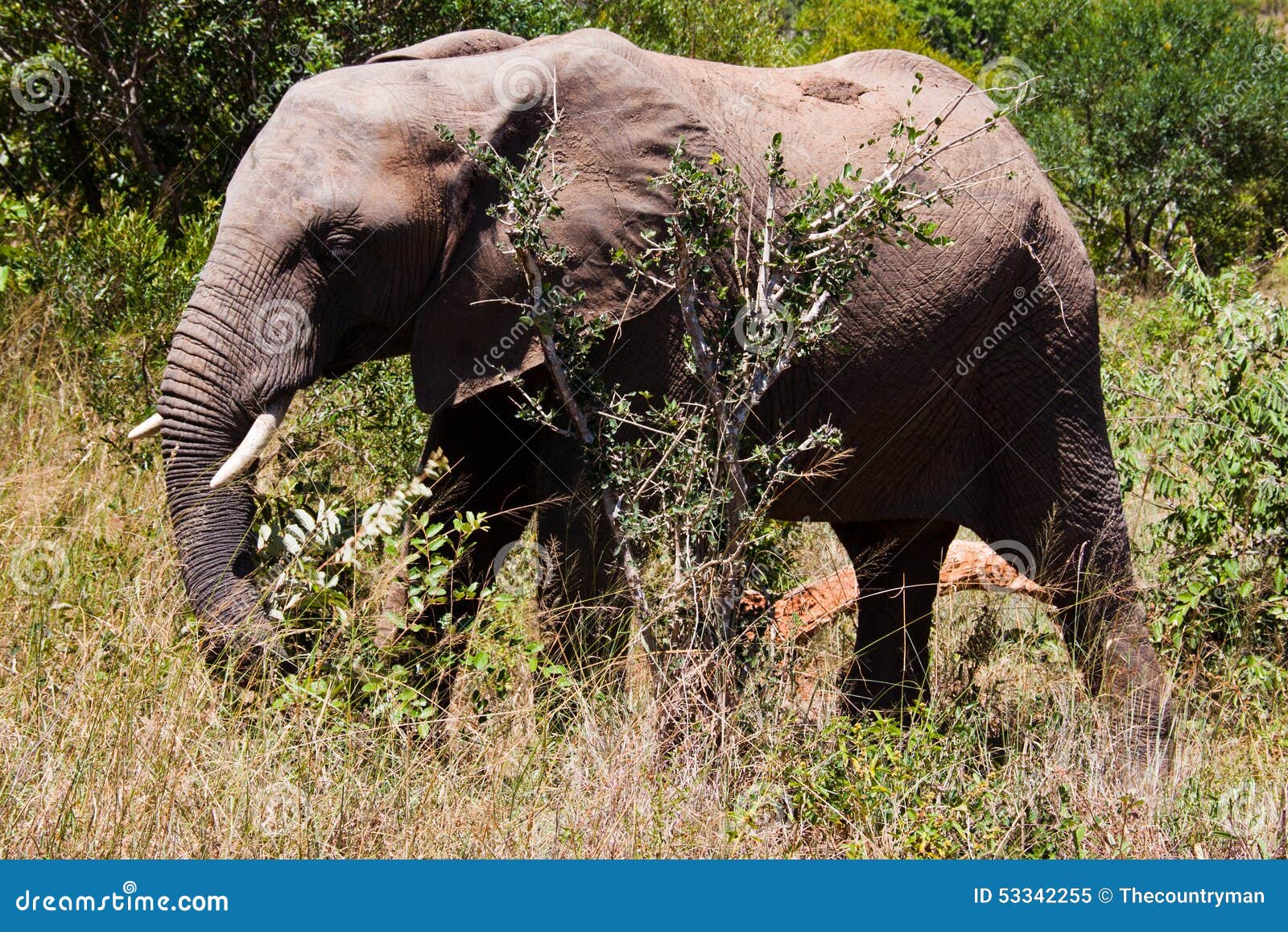 Elefant stock image. Image of care, south, grass, family - 53342255