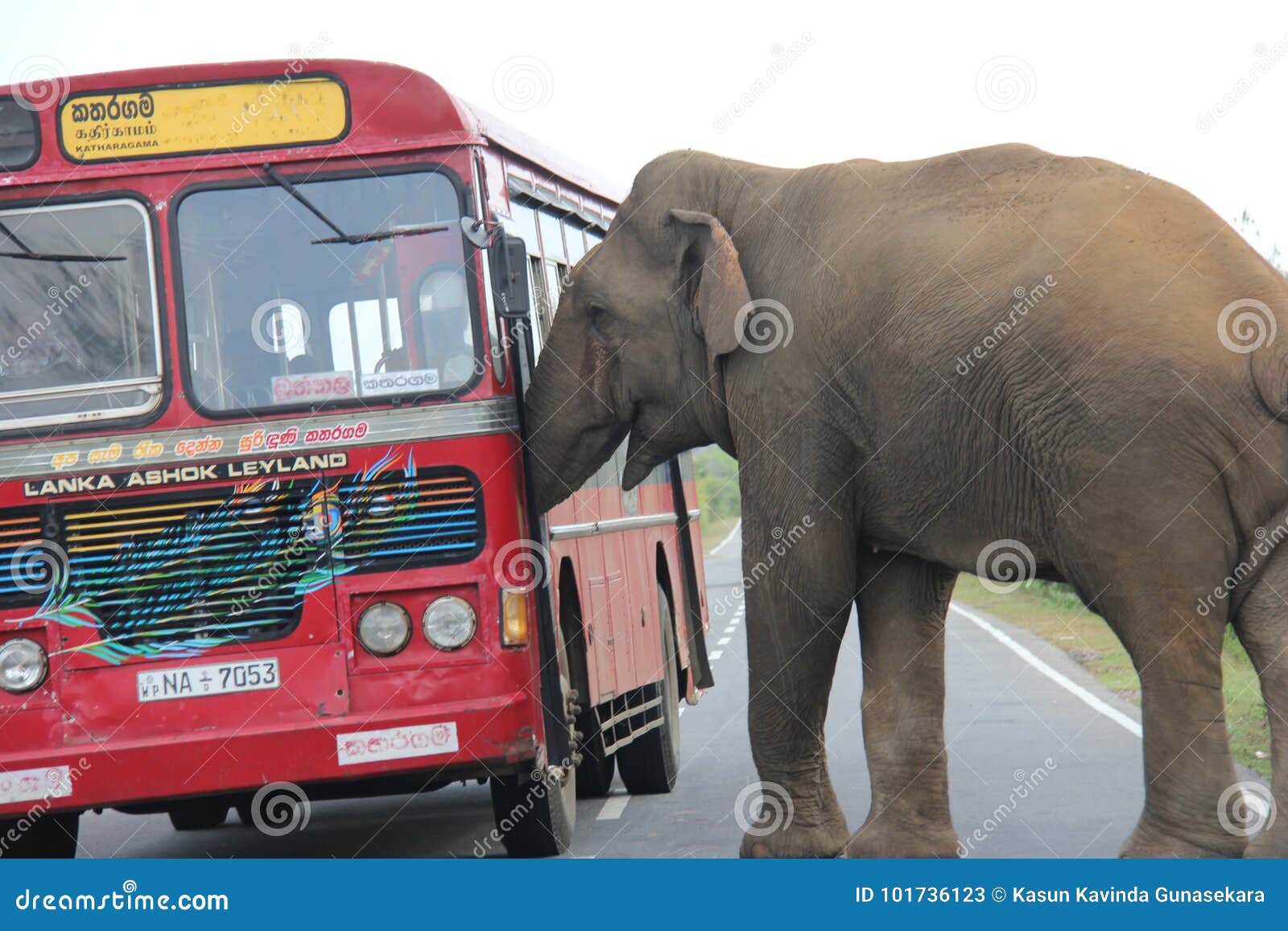 Elefant mit Bus redaktionelles stockfoto. Bild von nahrung - 101736123