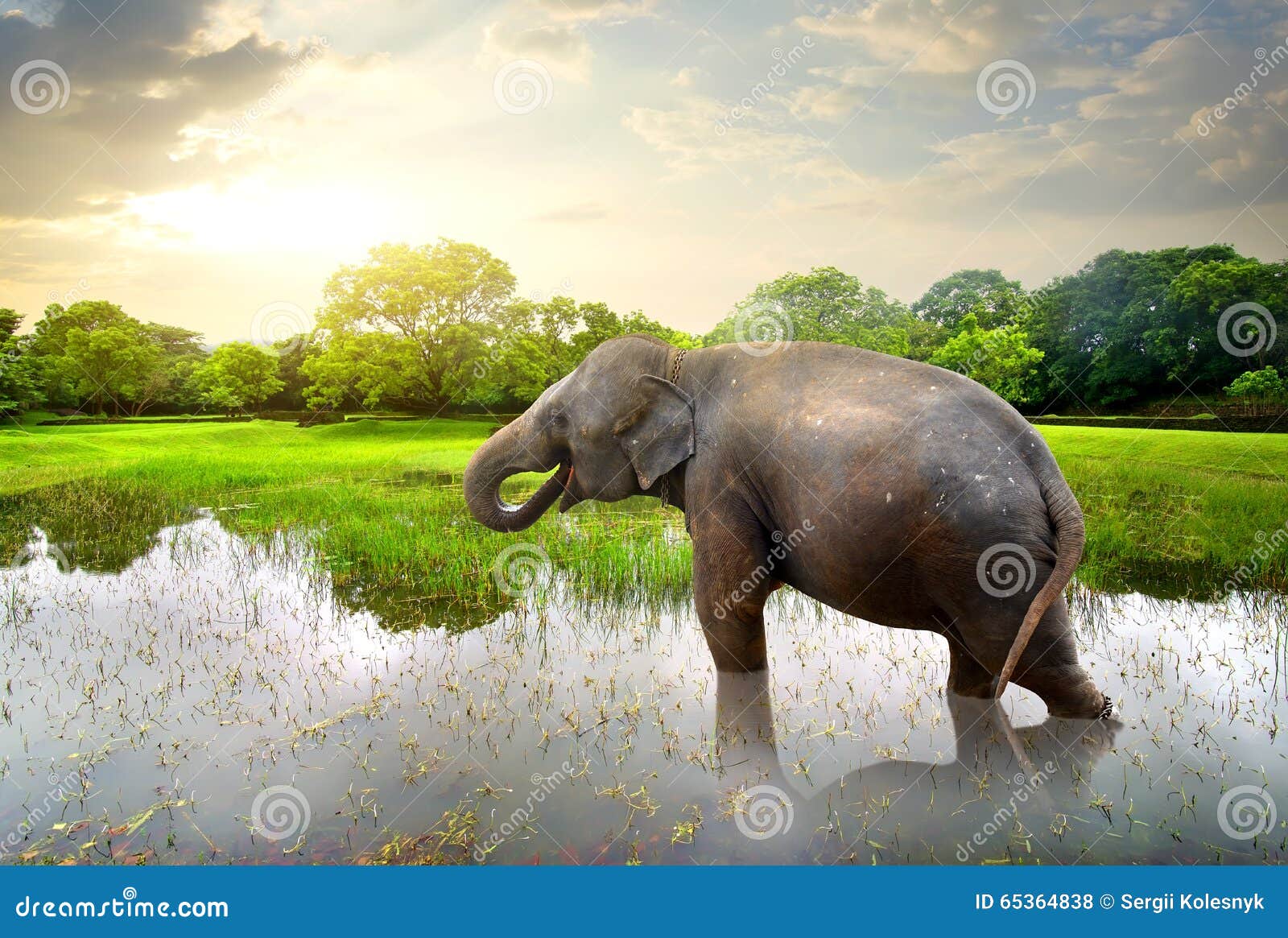 Elephant in pond stock photo. Image of forest, ceylon - 65364838