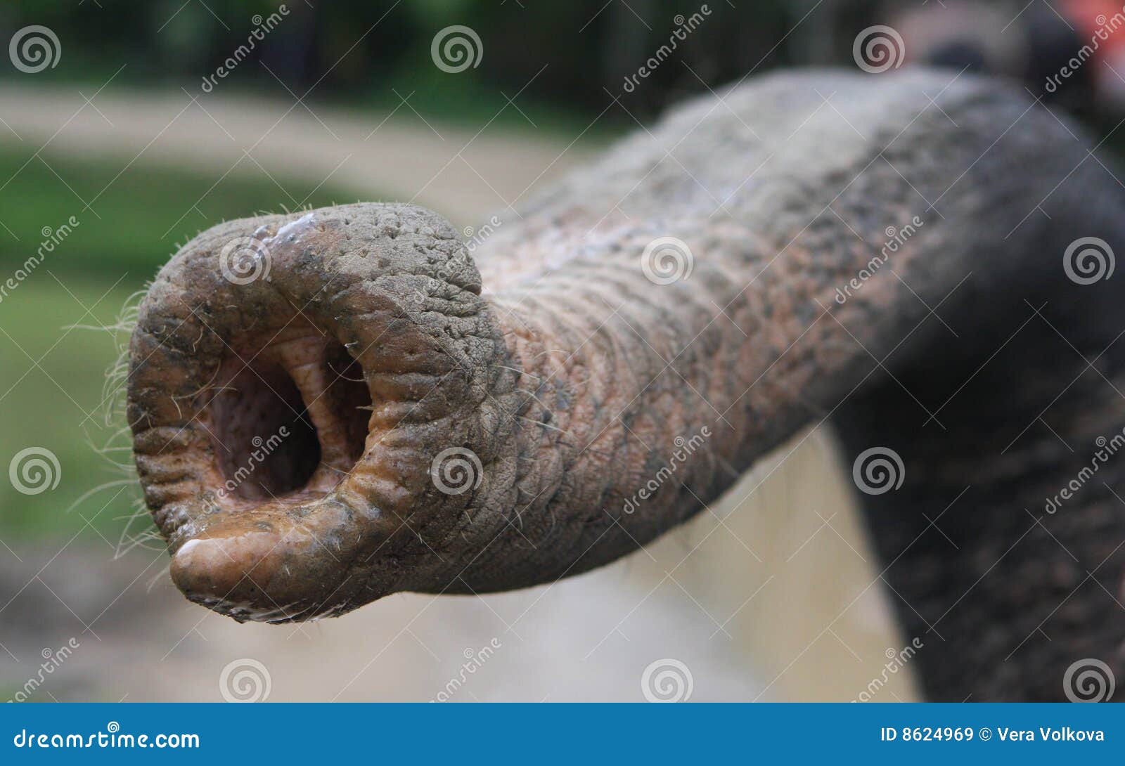 Elefant s trunk closeup stock image. Image of close, nose - 8624969