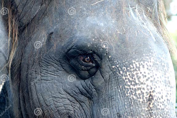 Elefante 03 imagen de archivo. Imagen de seguridad, animal - 784439