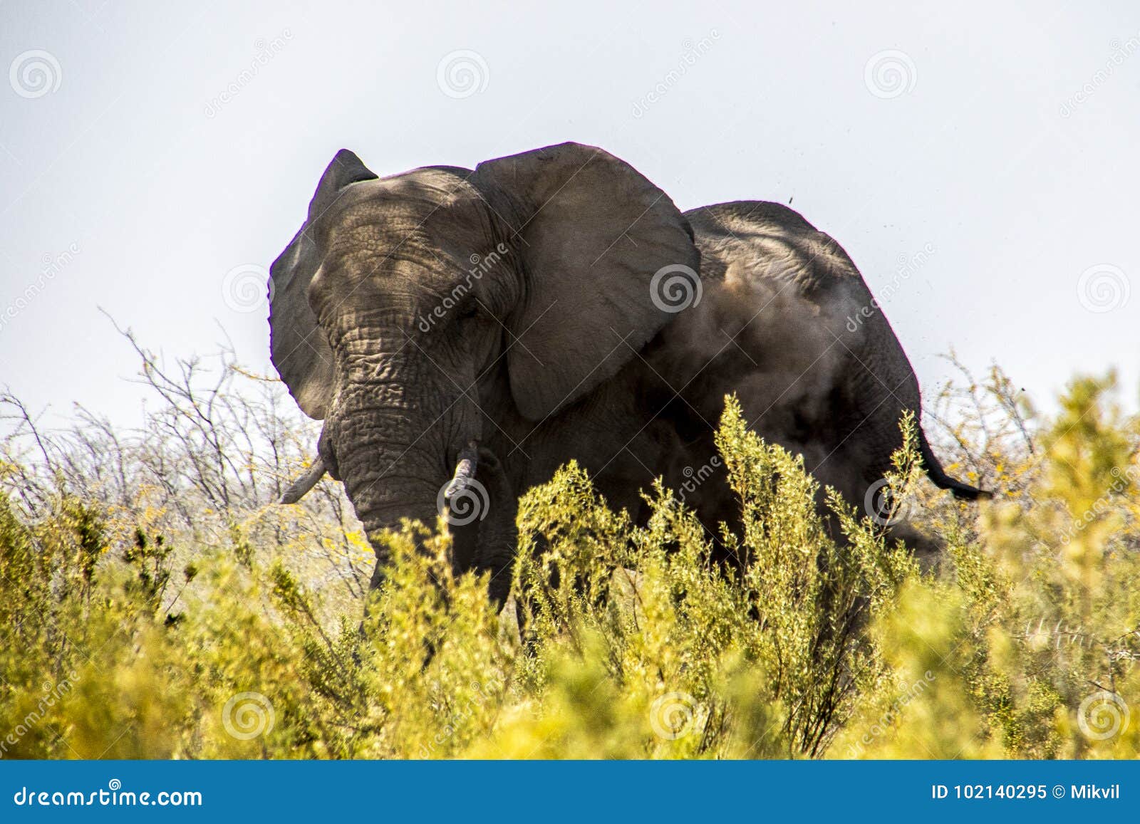 Elefante imagen de archivo. Imagen de hermoso, sabana - 102140295