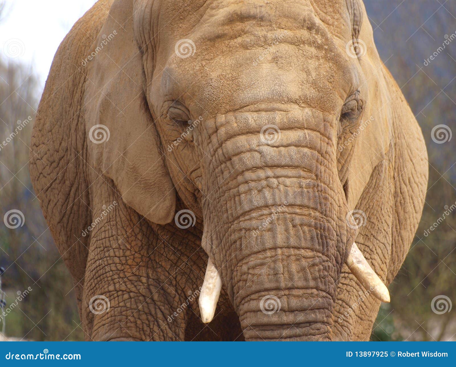 Elefante immagine stock. Immagine di grigio, zanne, occhi - 13897925