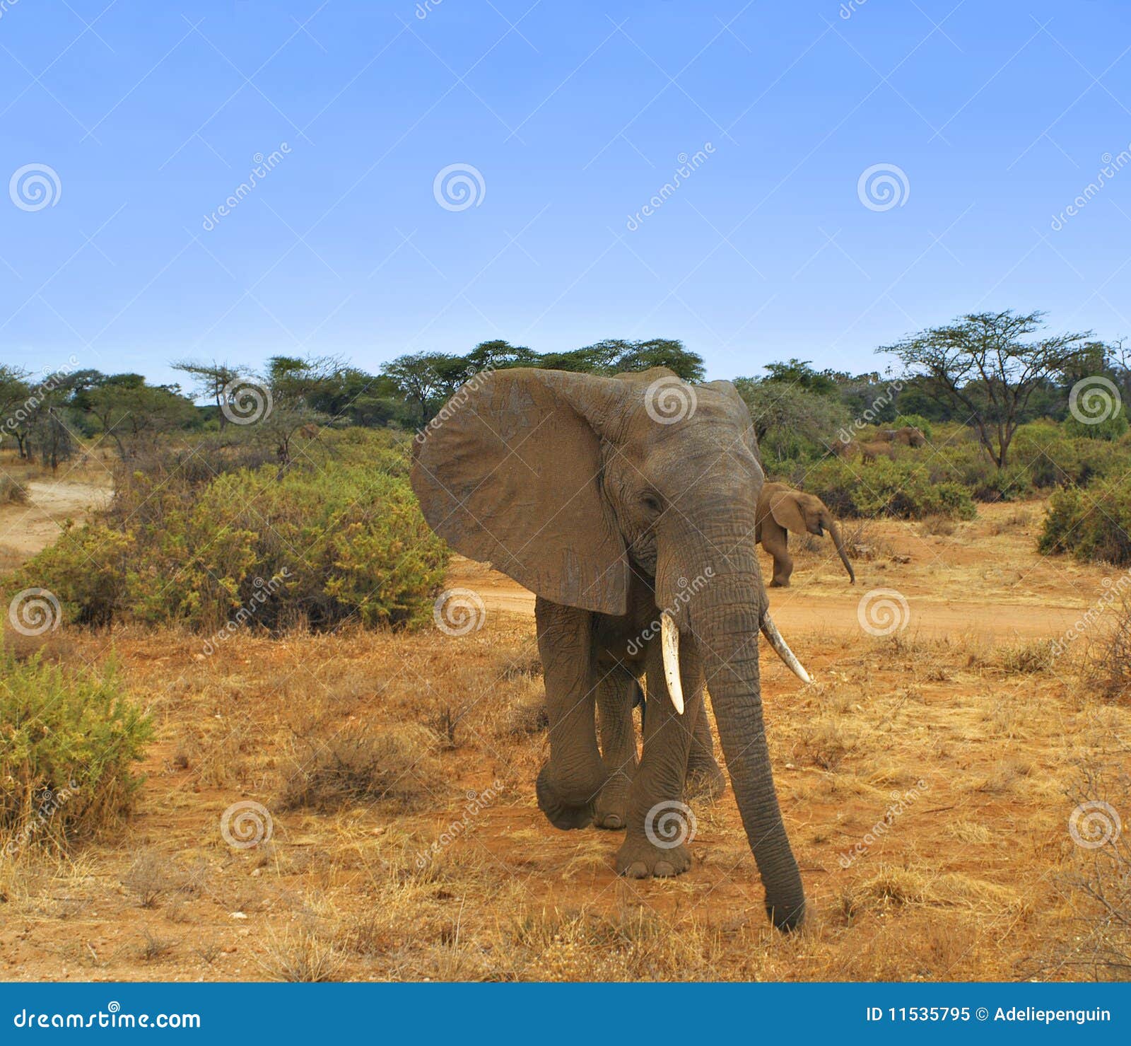 Elefante africano imagen de archivo. Imagen de oriente - 11535795