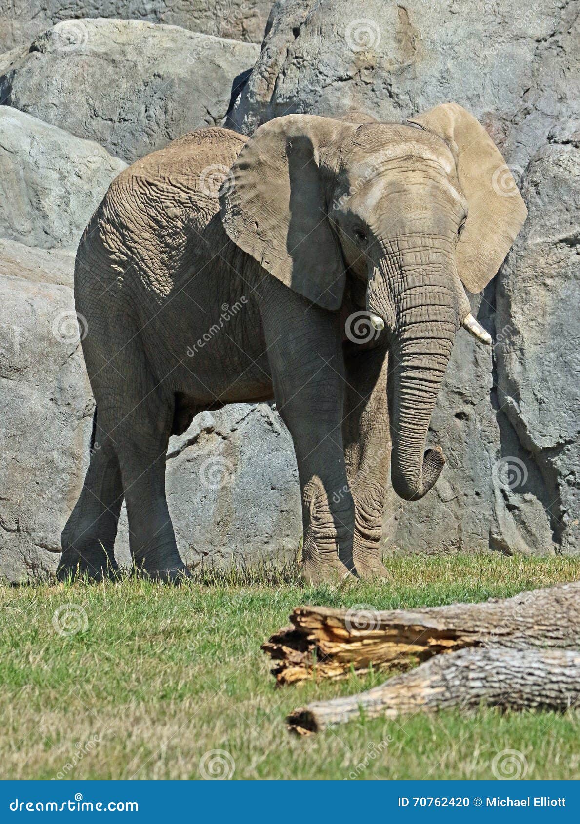 Elefante Africano