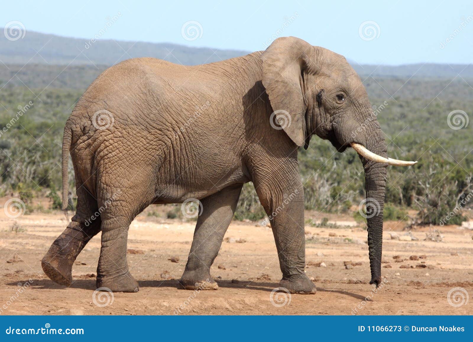 Elefante africano Bull imagen de archivo. Imagen de fondo - 11066273