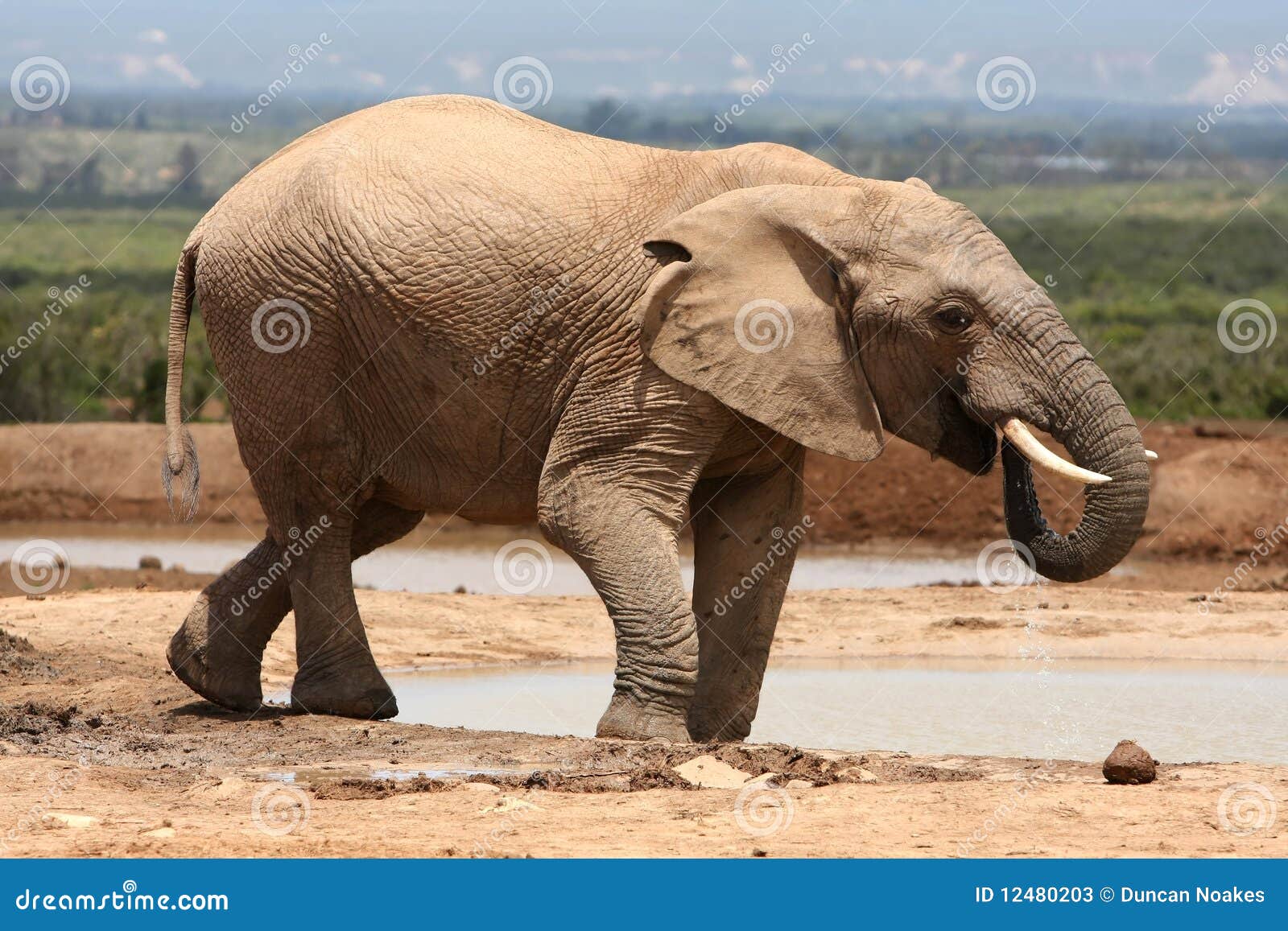 Elefante africano Bull immagine stock. Immagine di forte - 12480203