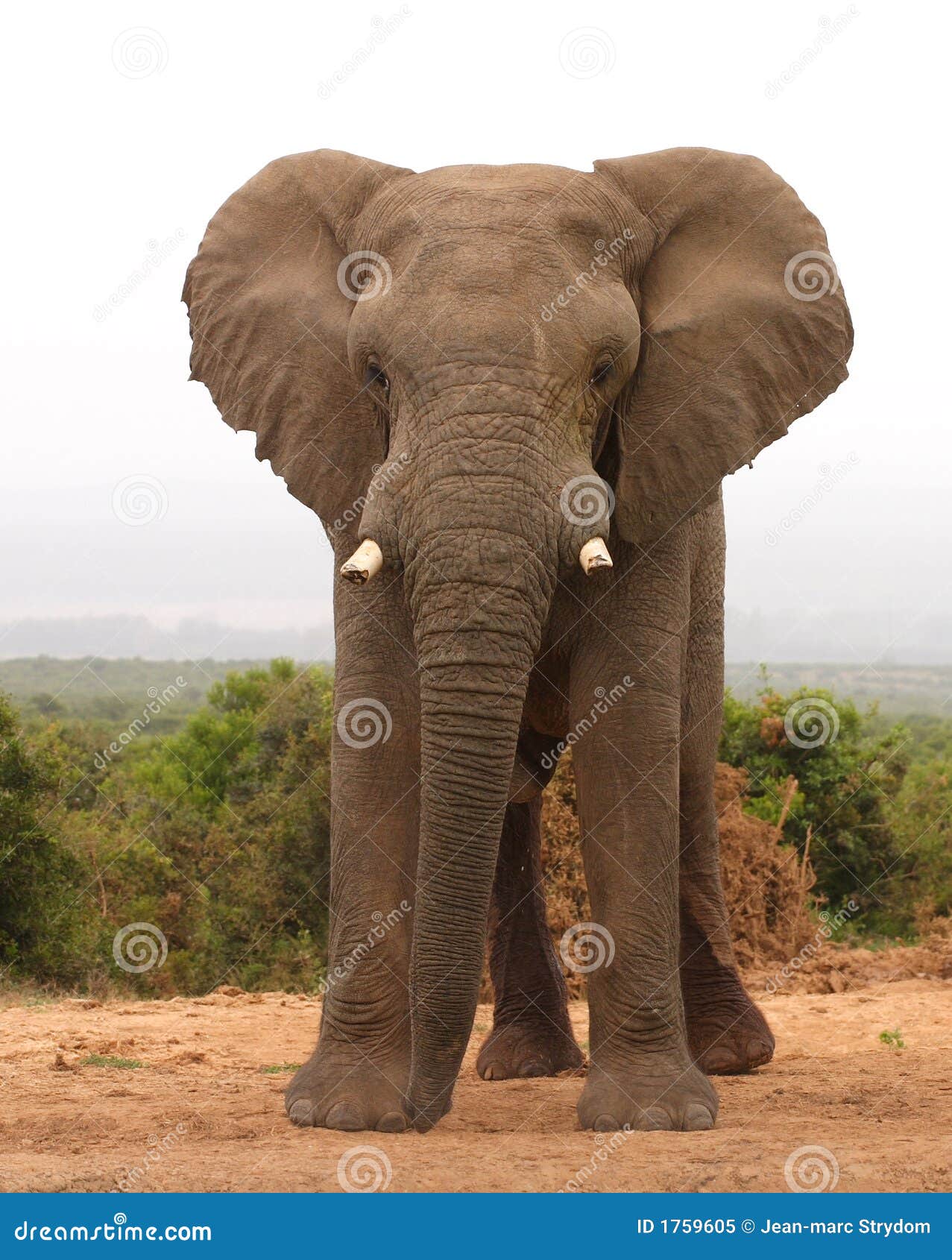 Elefante africano Bull immagine stock. Immagine di conservazione - 1759605