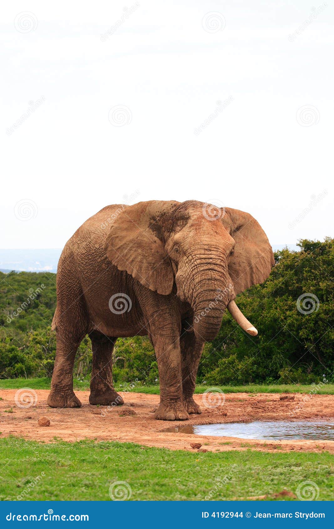 Elefante Africano Bull Imagen. Imagen: 4192944