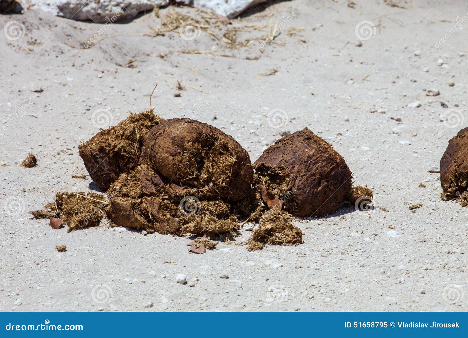 Elefante Africano Del Excremento Imagen de archivo - Imagen de fondo ...