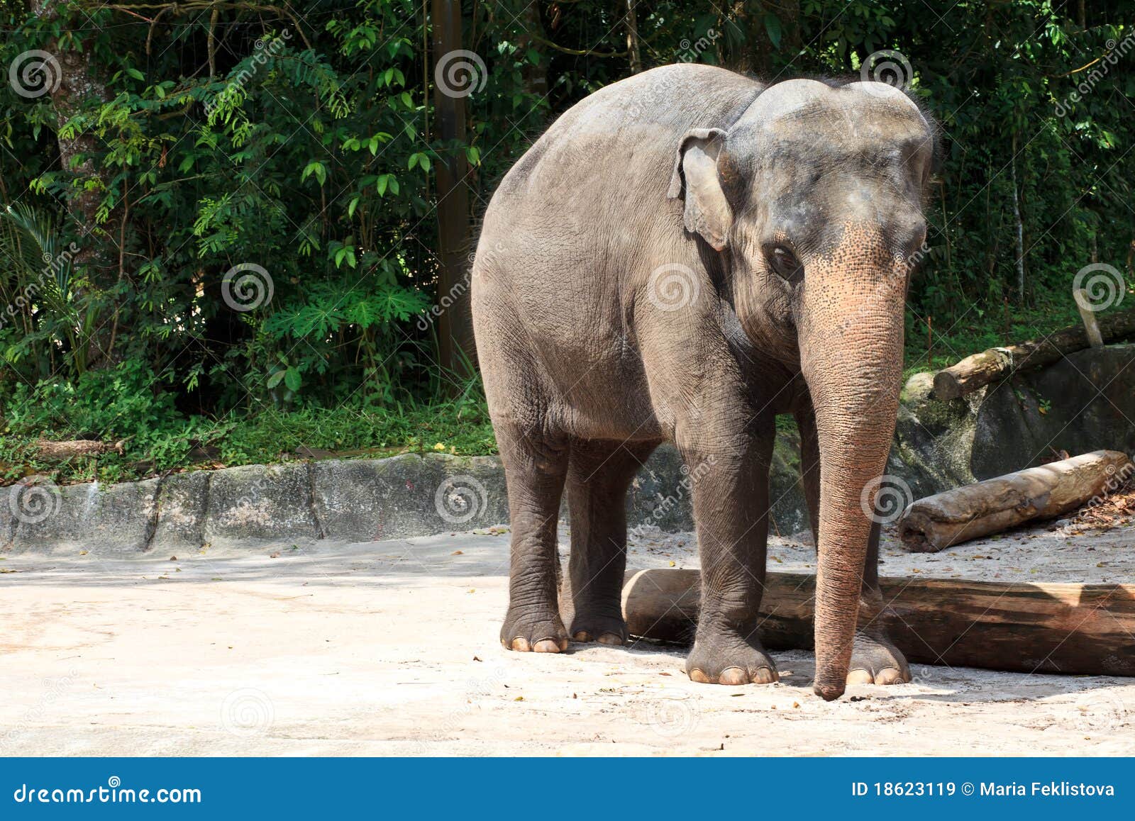 Elefante africano grande imagem de stock. Imagem de africano - 18623119