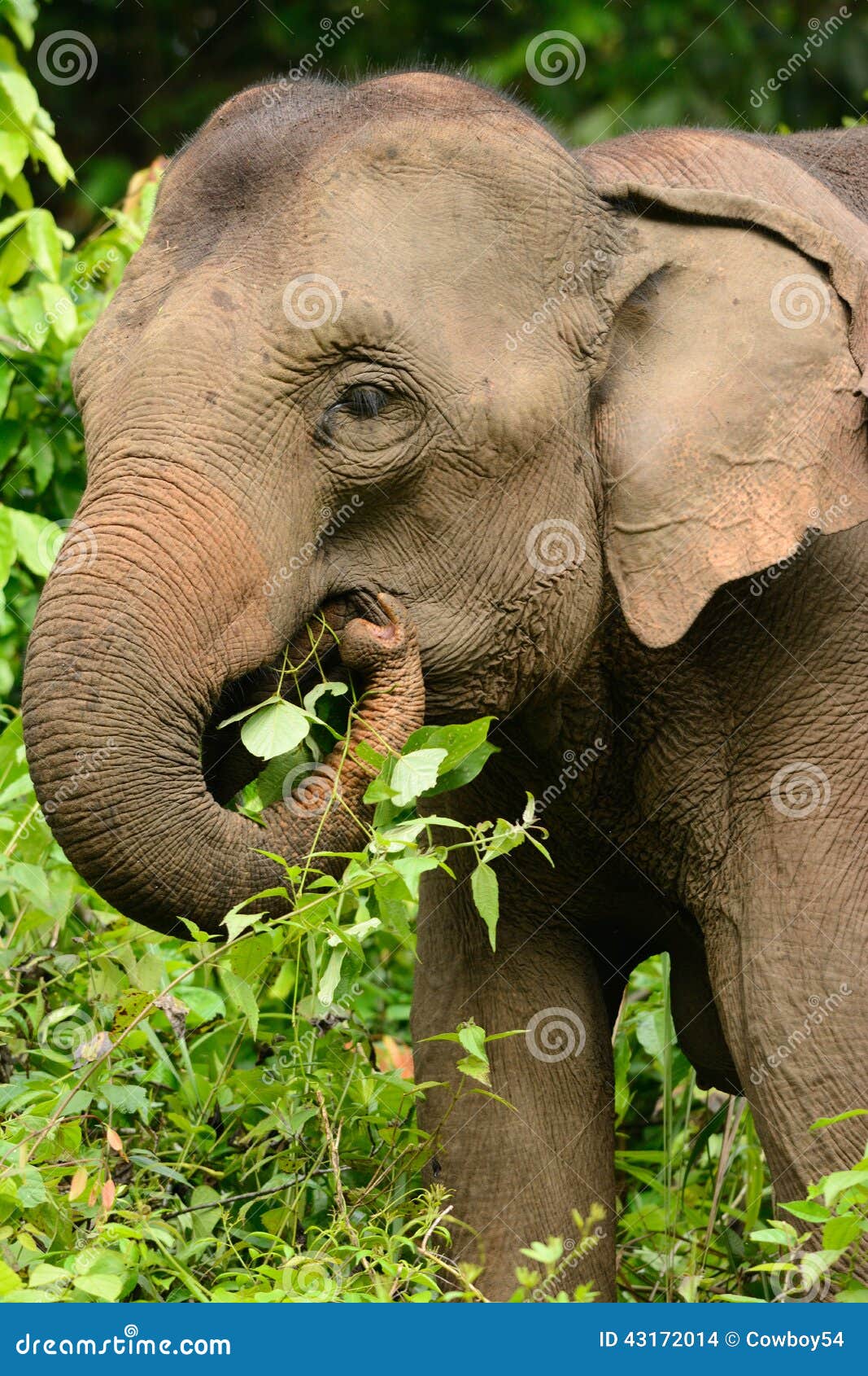 Elefante Asiático (Elephas Maximus) Foto de archivo - Imagen de mirada ...