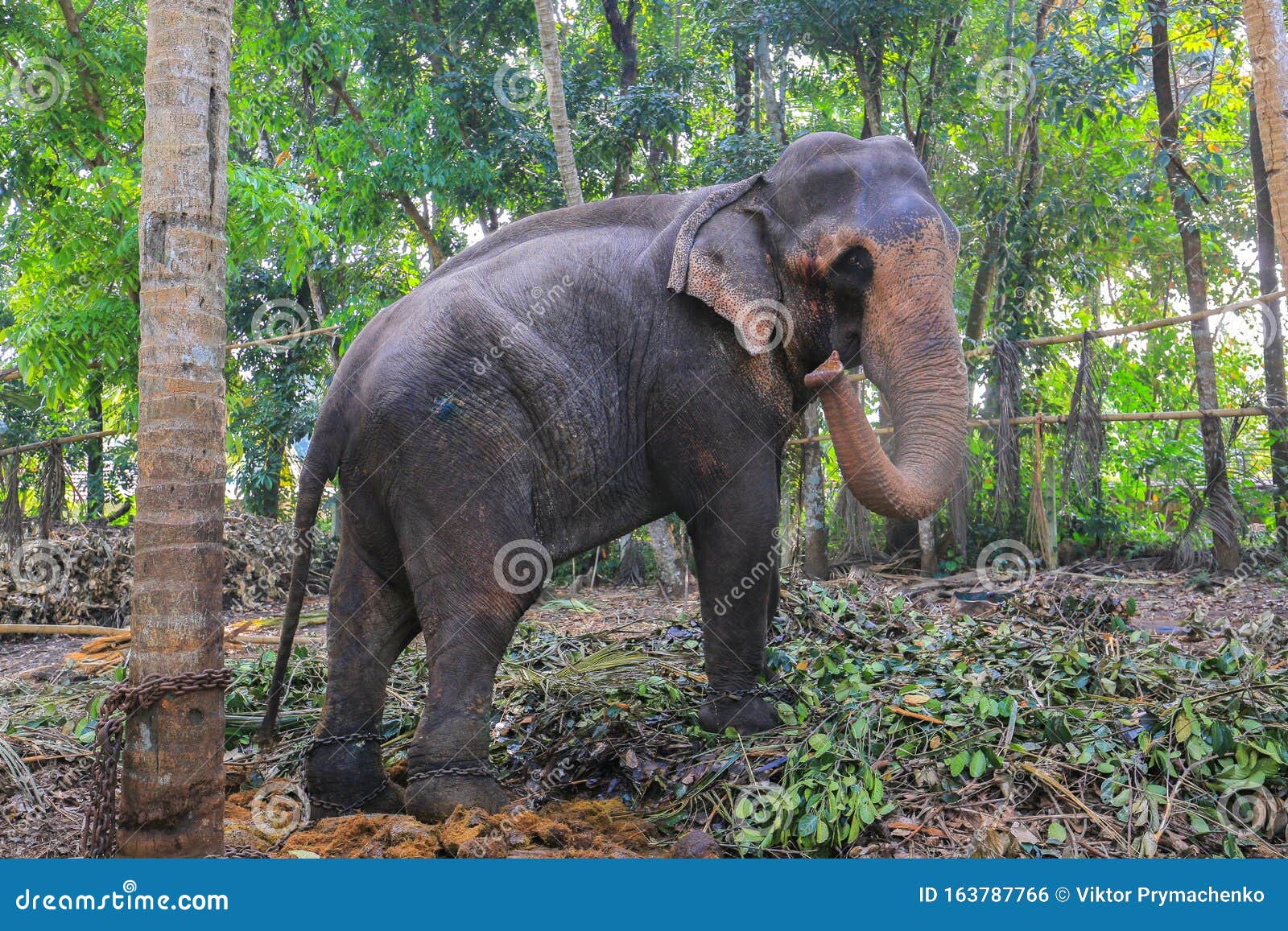 Elefante Atado En Sri Lanka Foto de archivo - Imagen de selva, bosque ...