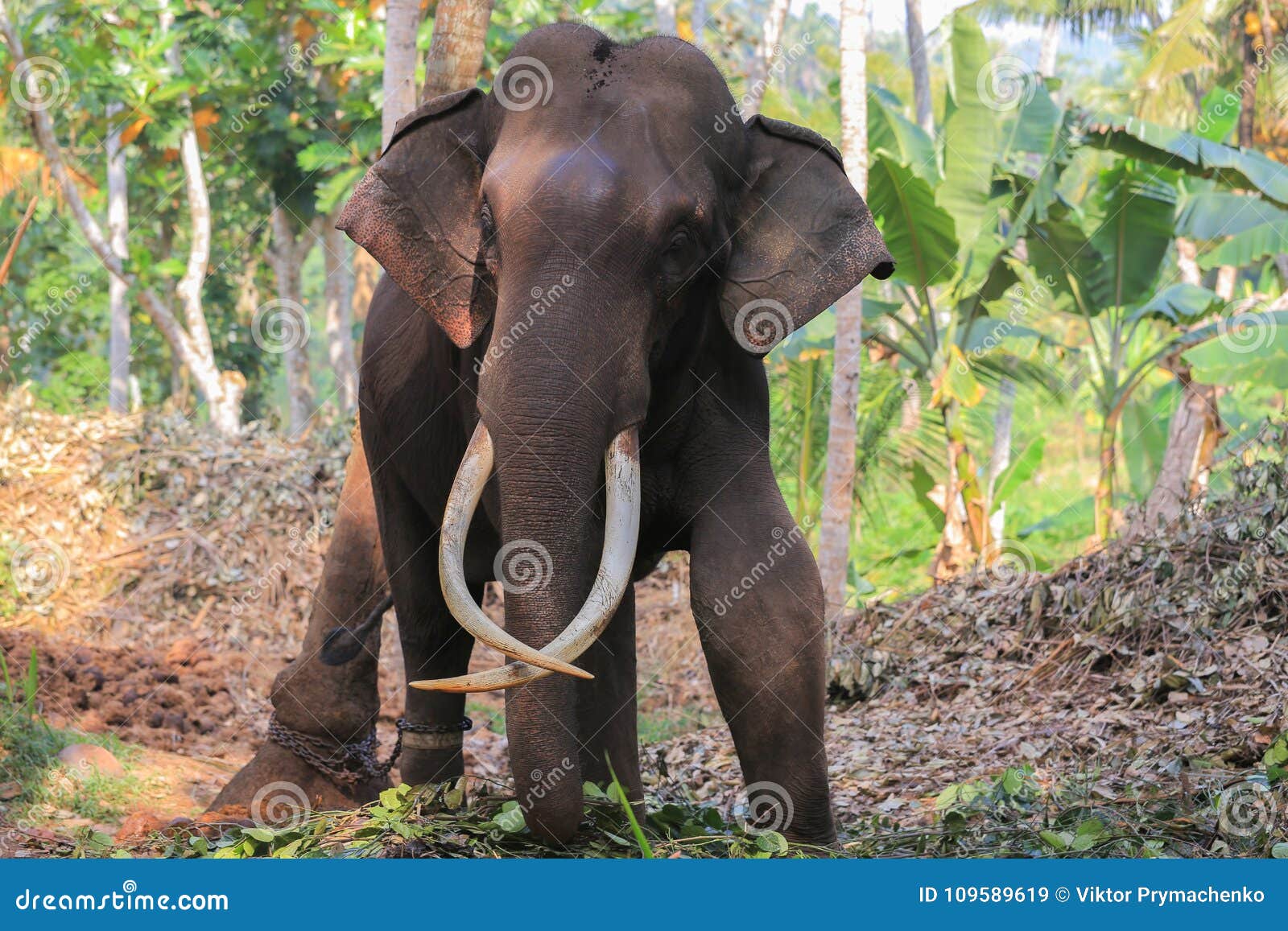 Elefante con los colmillos imagen de archivo. Imagen de cubo - 109589619