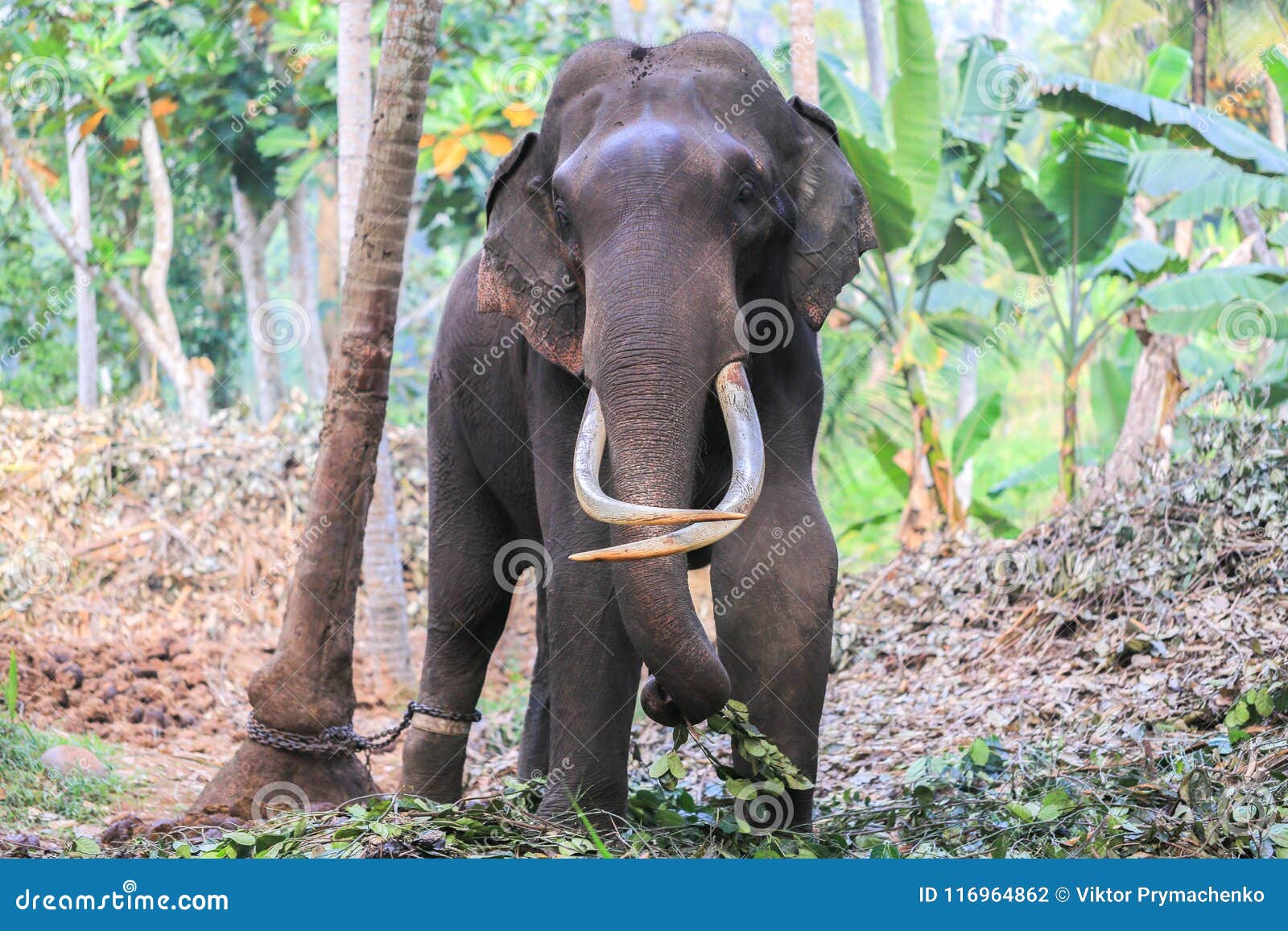 Elefante con los colmillos foto de archivo. Imagen de recorrido - 116964862