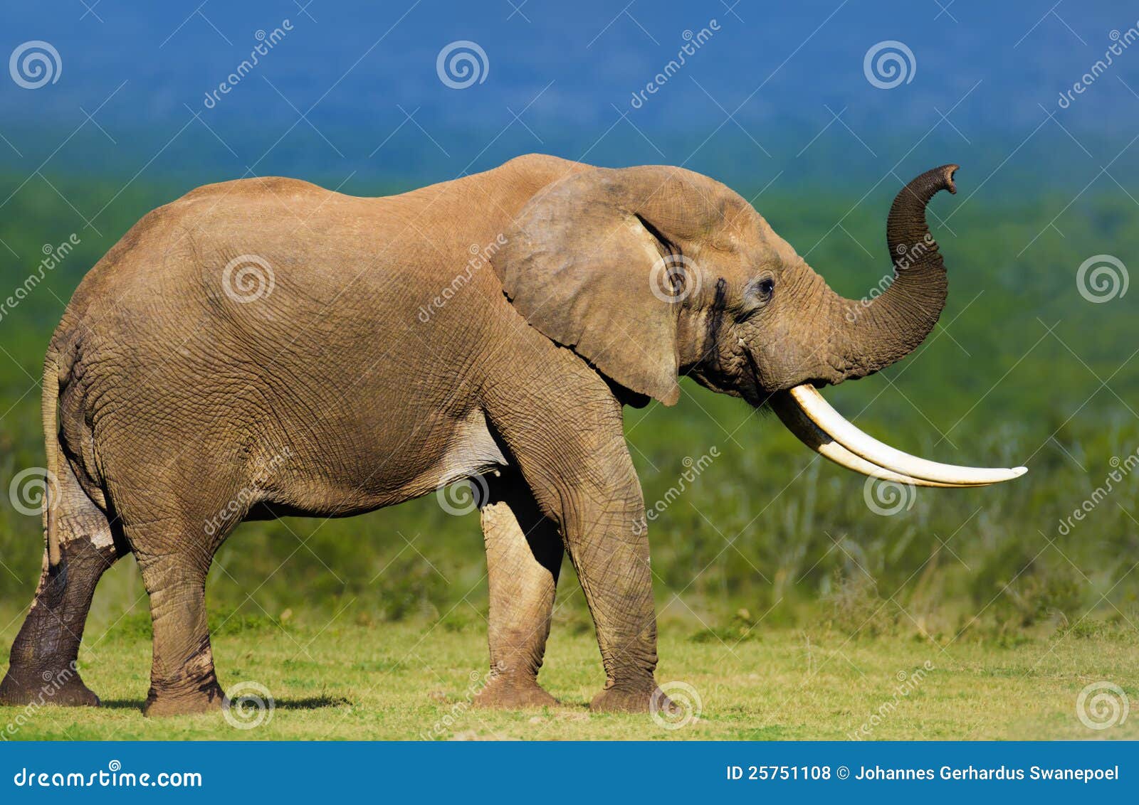 Elefante Con Los Colmillos Grandes Foto de archivo - Imagen de ...