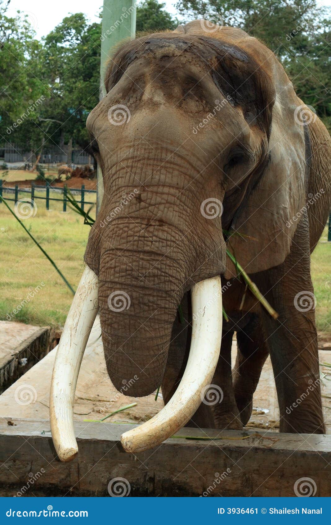 Elefante Con Los Colmillos Largos Imagen de archivo - Imagen de ...