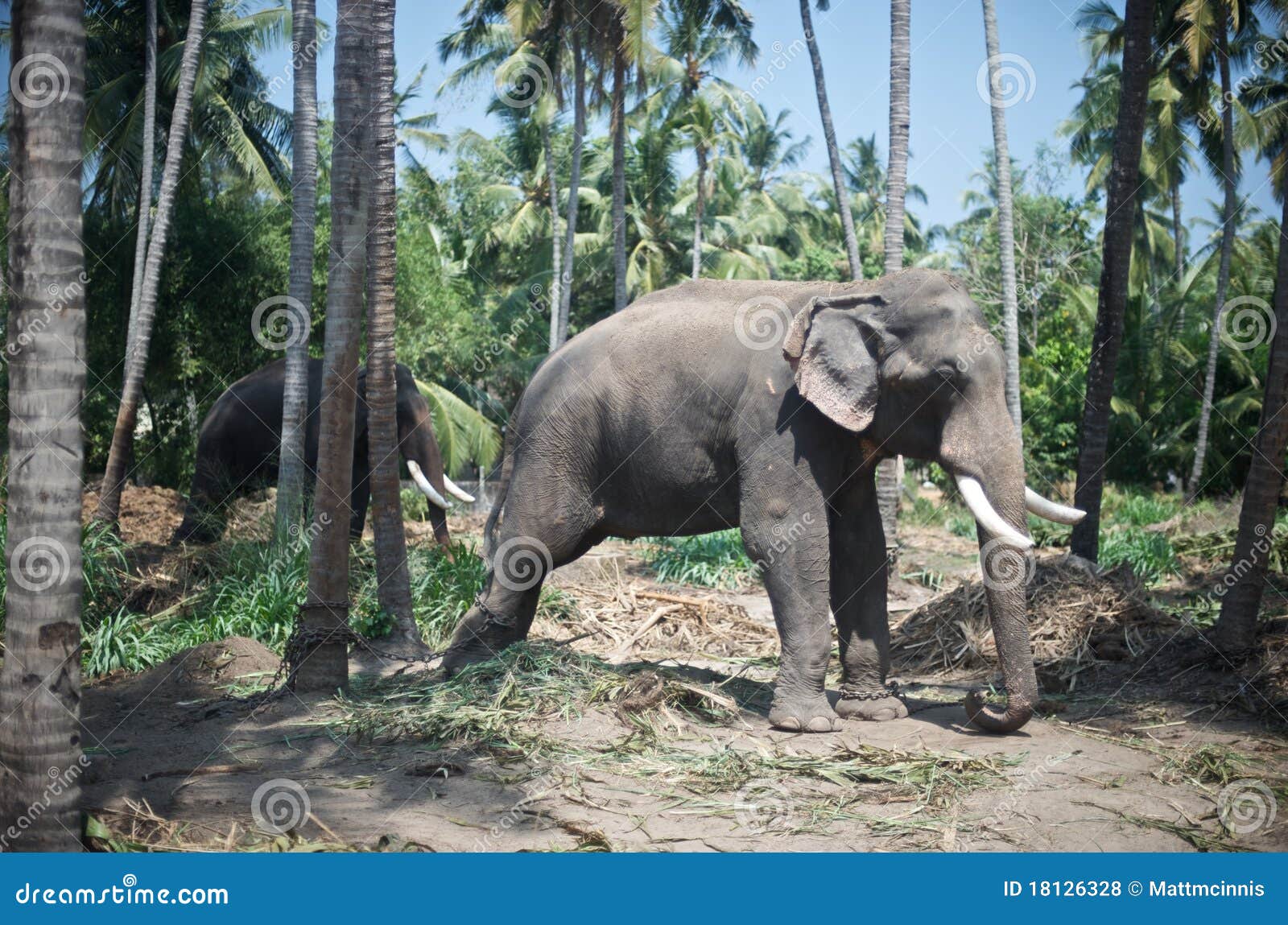 Elefante encadenado foto de archivo editorial. Imagen de india - 18126328