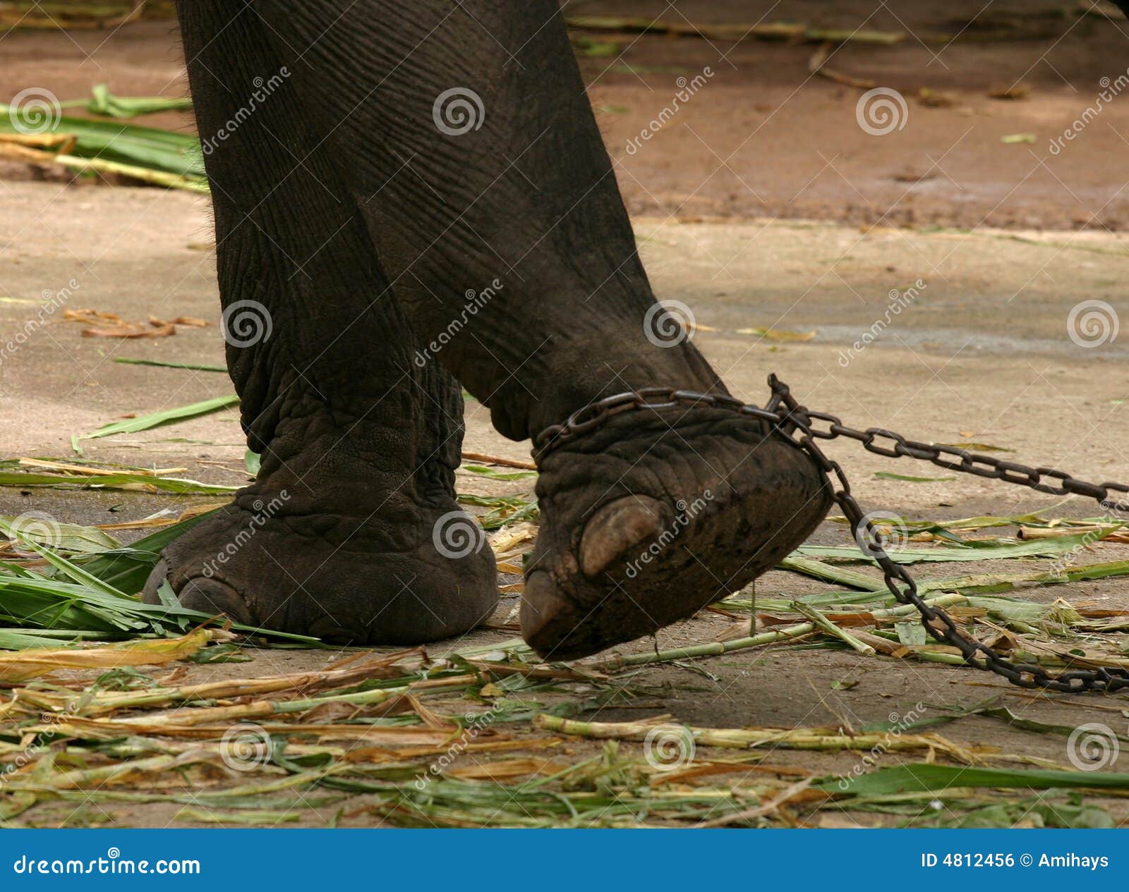 Elefante encadenado foto de archivo. Imagen de fondo, grande - 4812456