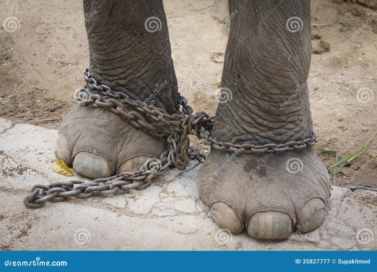 Elefante Encadenado De La Pierna Imagen de archivo - Imagen de bebé ...