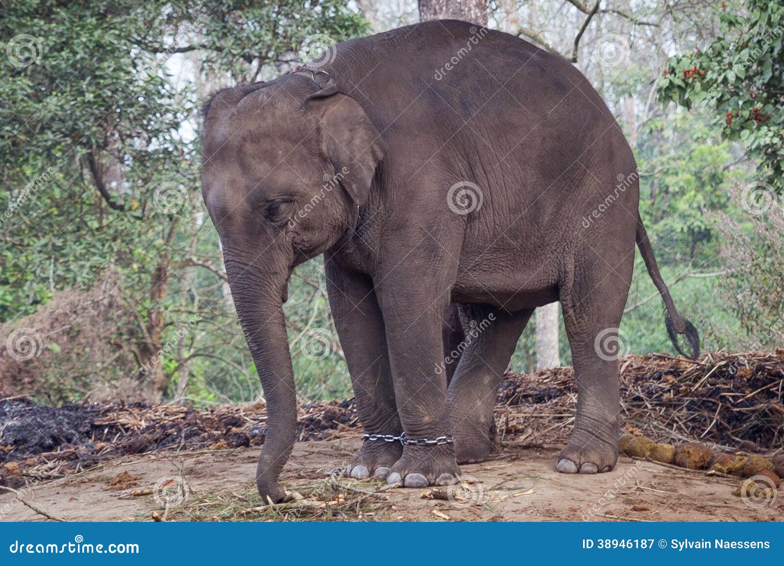 Elefante Encadenado Del Bebé Imagen de archivo - Imagen de bebé, grande ...