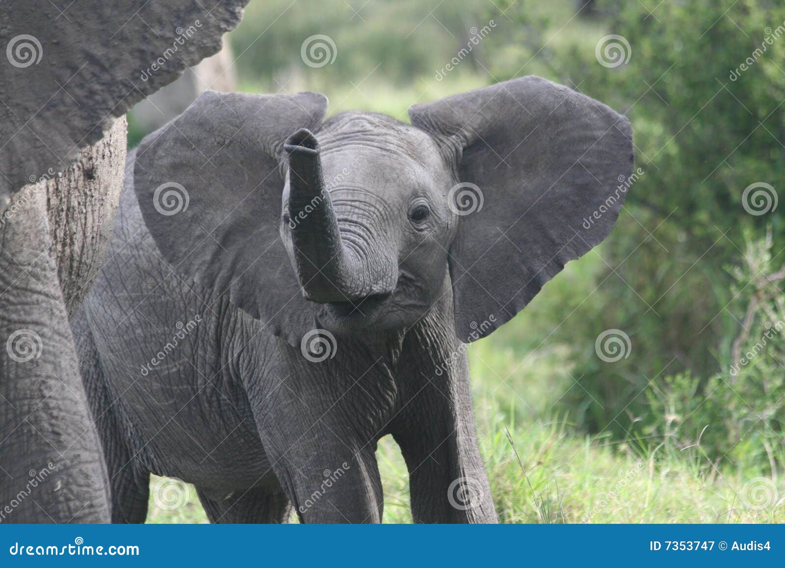 Elefante feliz imagem de stock. Imagem de naturalizado - 7353747