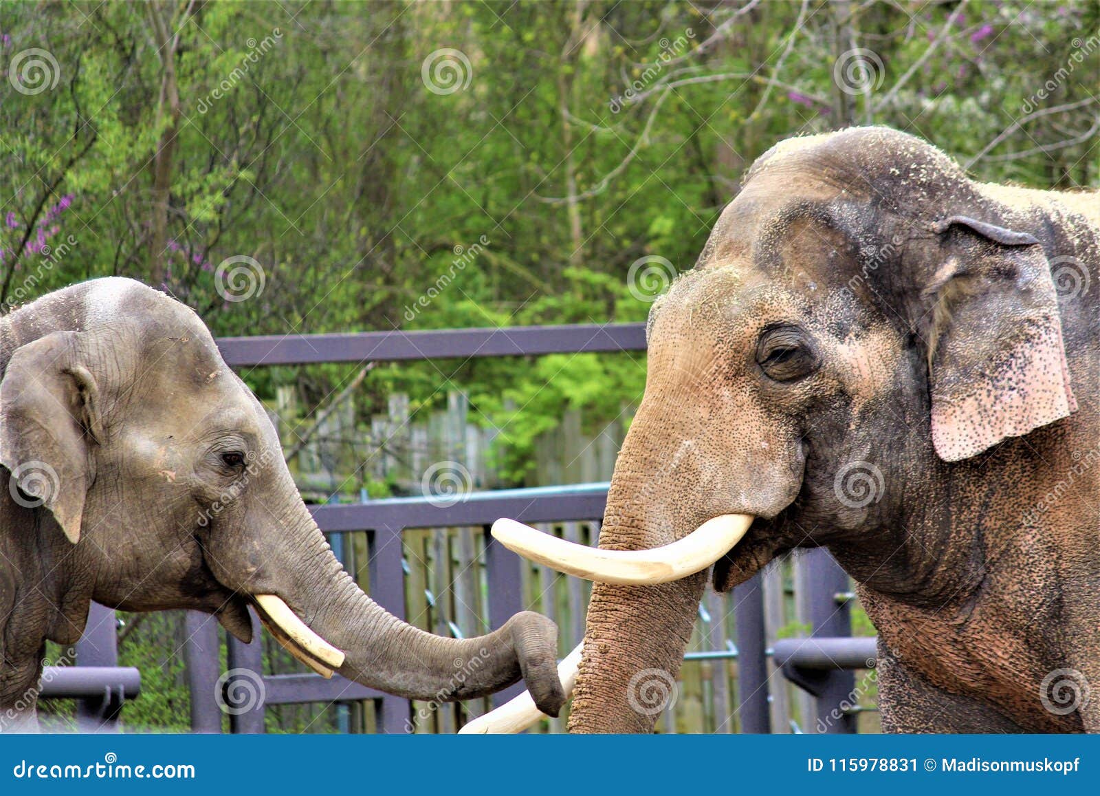 Elefante feliz grande imagen de archivo. Imagen de kenia - 115978831