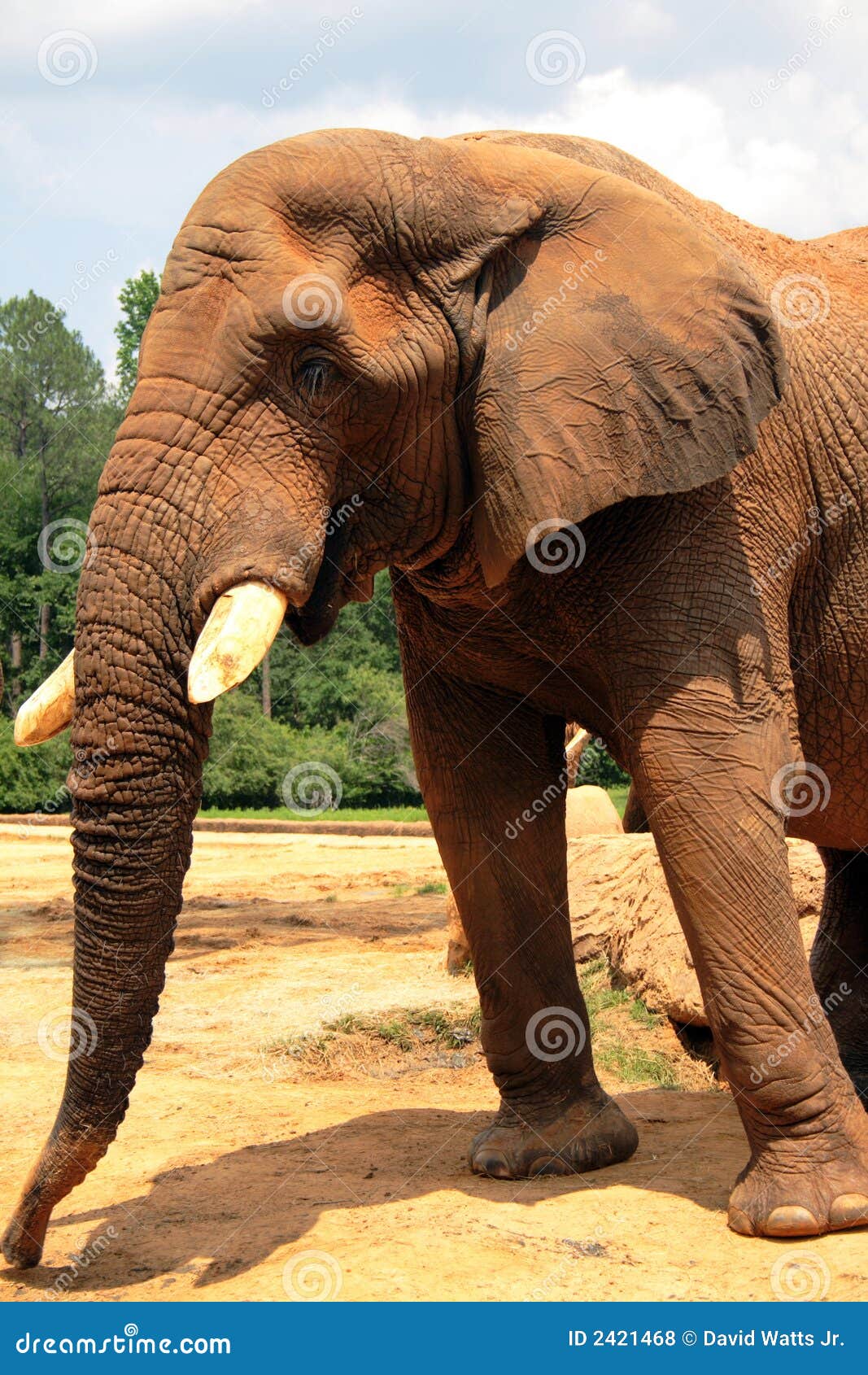Elefante Gigante Imagen. Imagen: 2421468