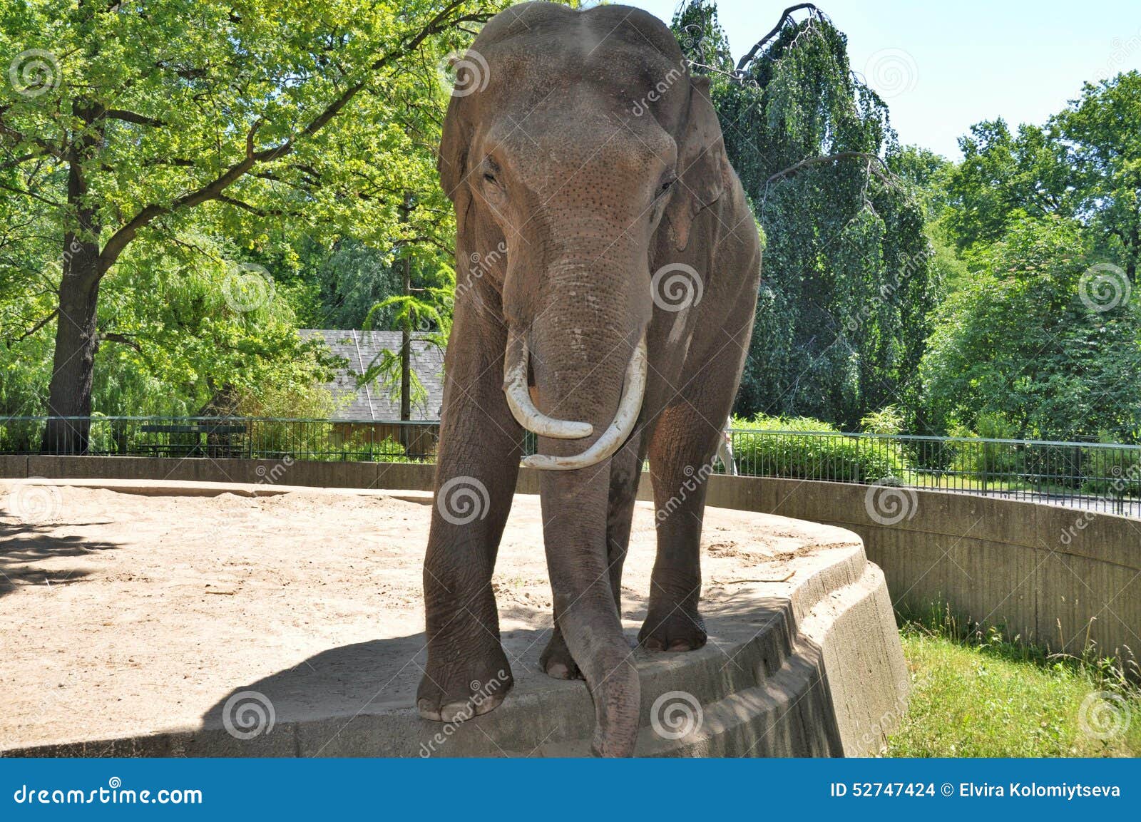 Elefante Grande Con Los Colmillos Foto de archivo - Imagen de audaz ...
