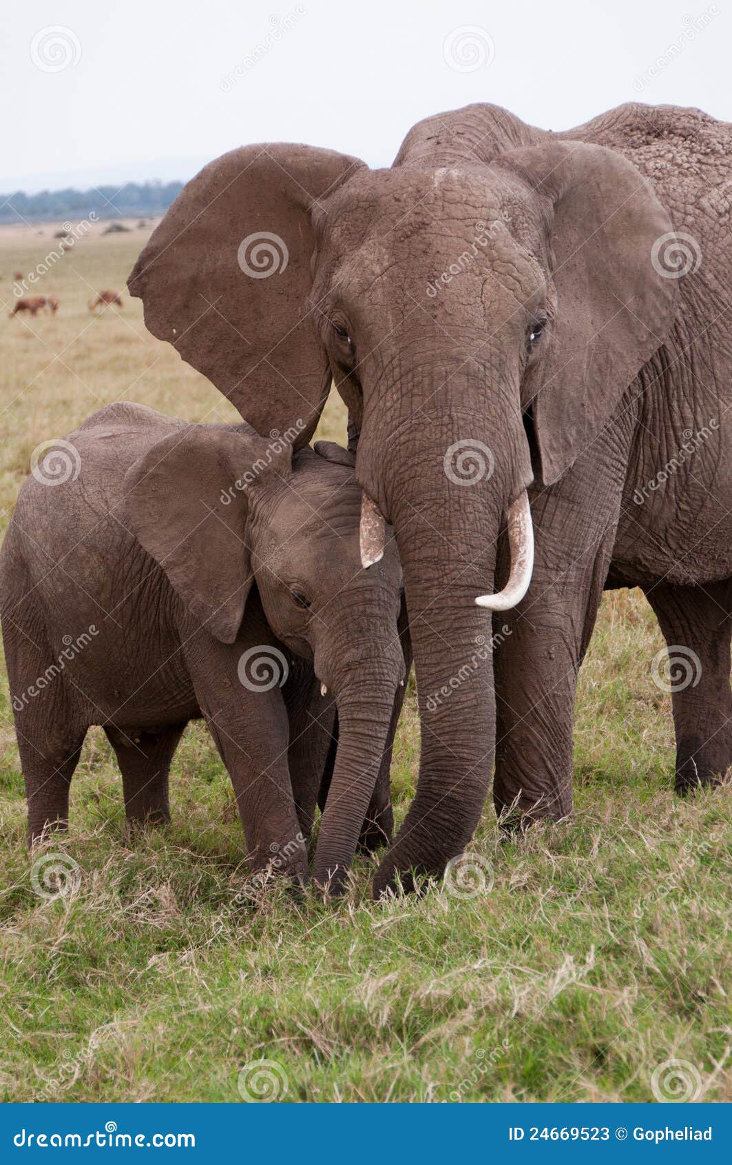 Elefante grande e pequeno imagem de stock. Imagem de mara - 24669523