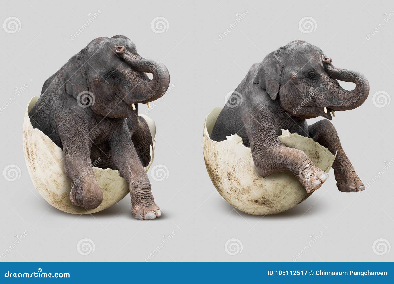 Elefante na casca de ovo imagem de stock. Imagem de wildlife - 105112517