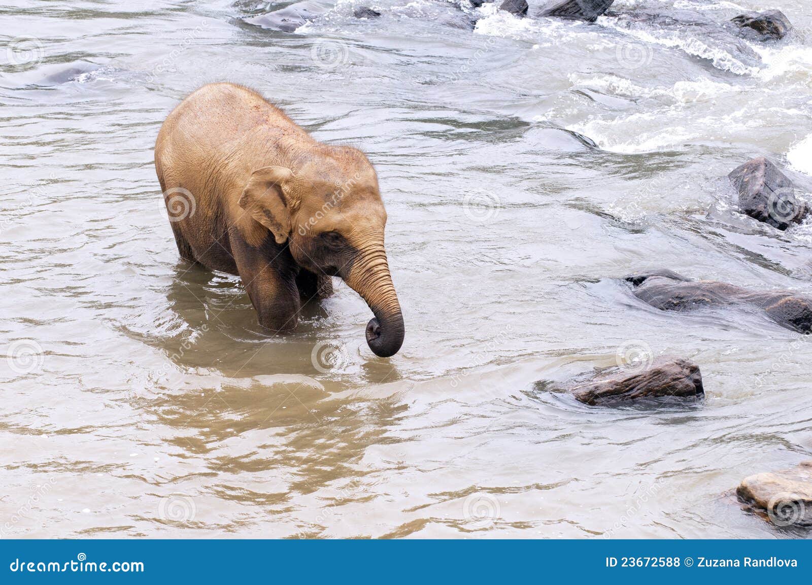 Elefante novo no rio foto de stock. Imagem de turista - 23672588
