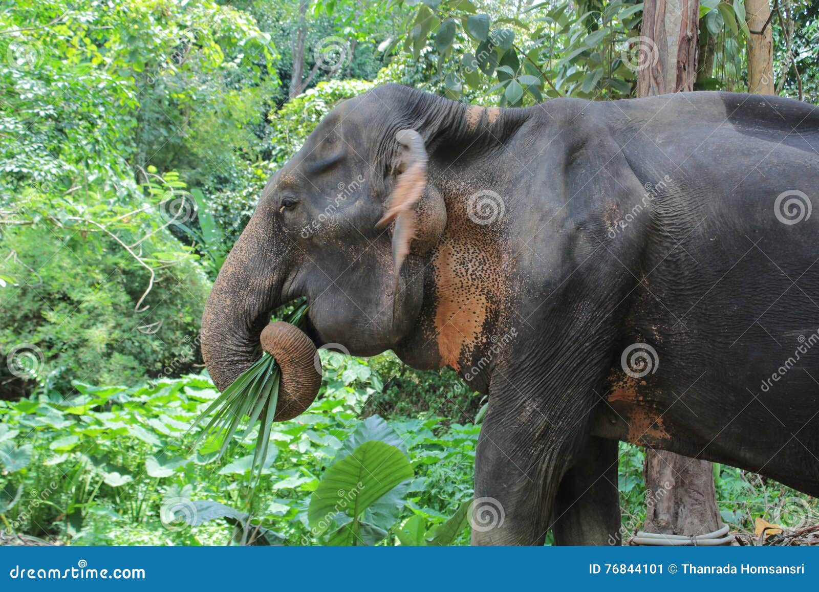 Elefante Que Come As Folhas Do Coco Imagem de Stock - Imagem de marfim ...