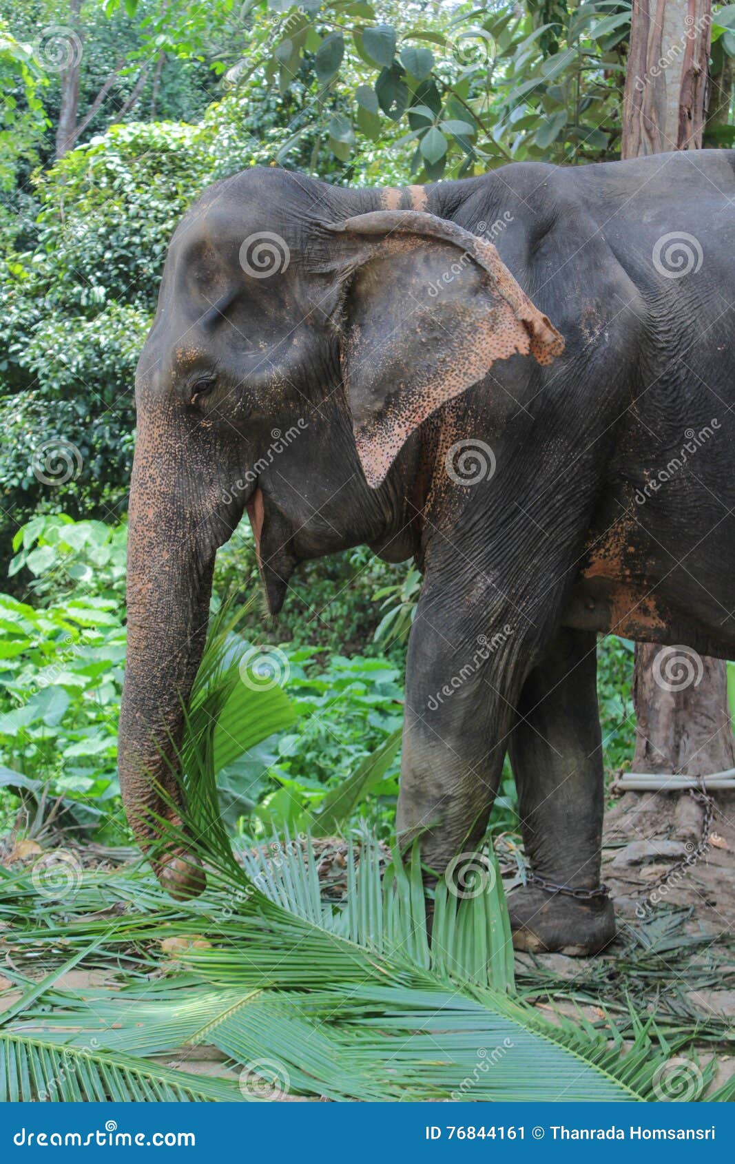 Elefante Que Come As Folhas Do Coco Imagem de Stock - Imagem de solo ...